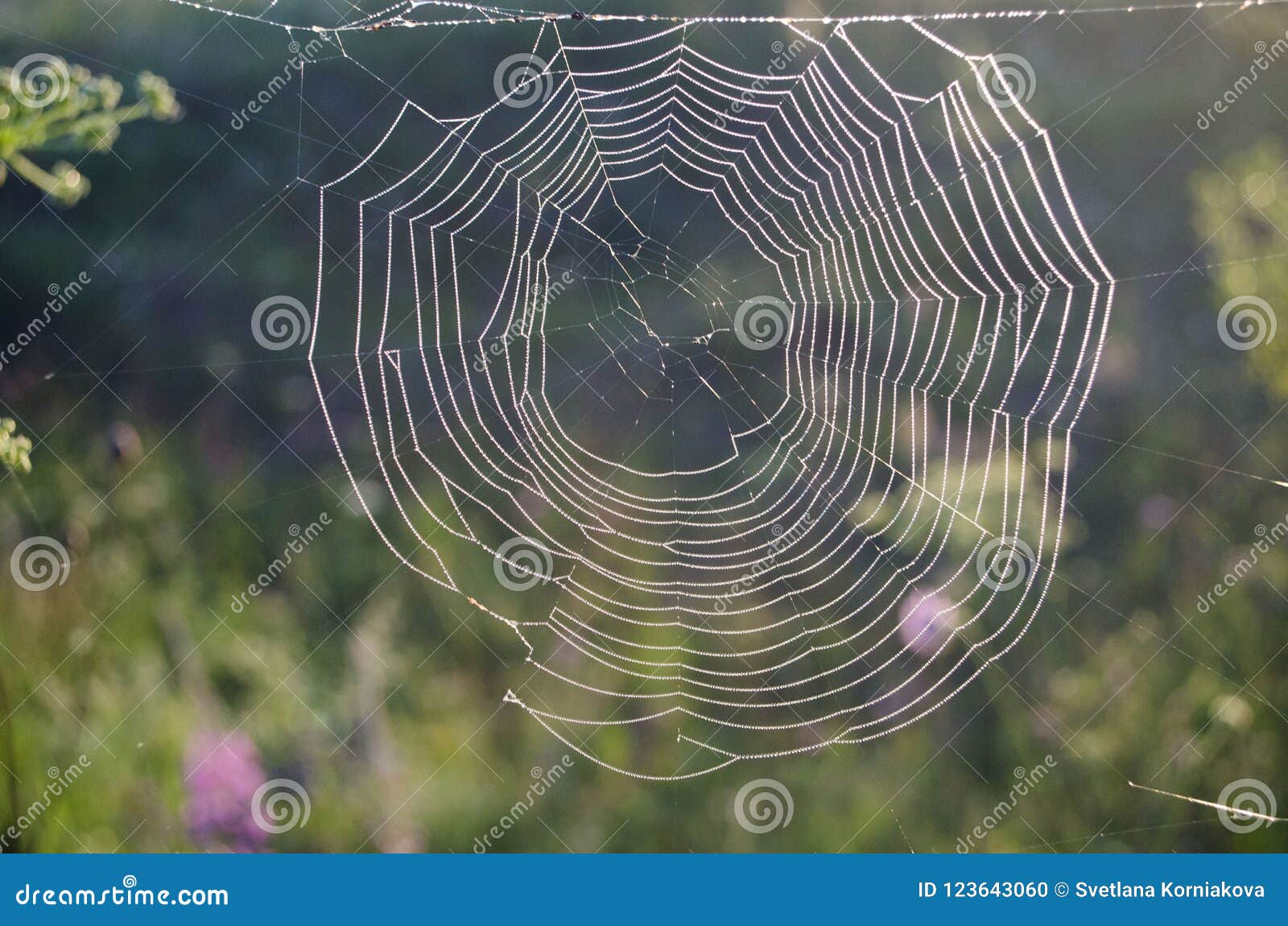 Spiderweb Covered with Dew Drops at Sunrise Stock Photo - Image of ...