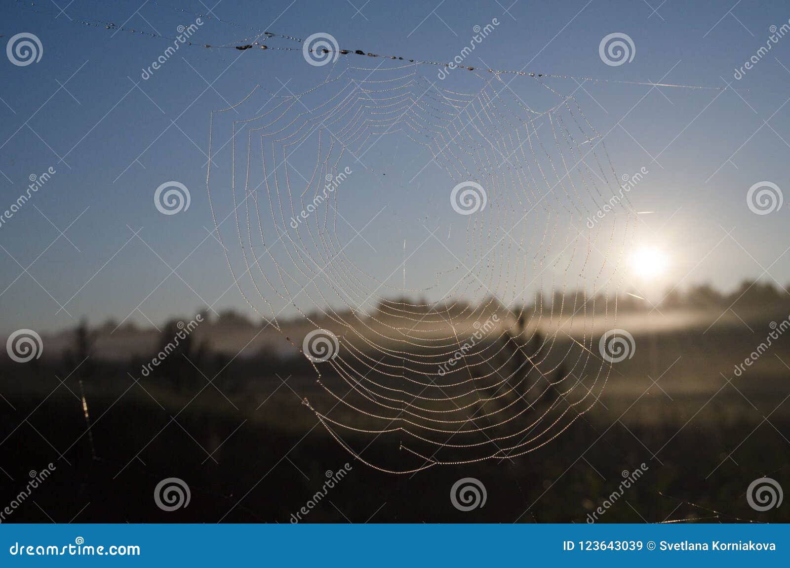 Spiderweb Covered with Dew Drops at Sunrise Stock Image - Image of ...