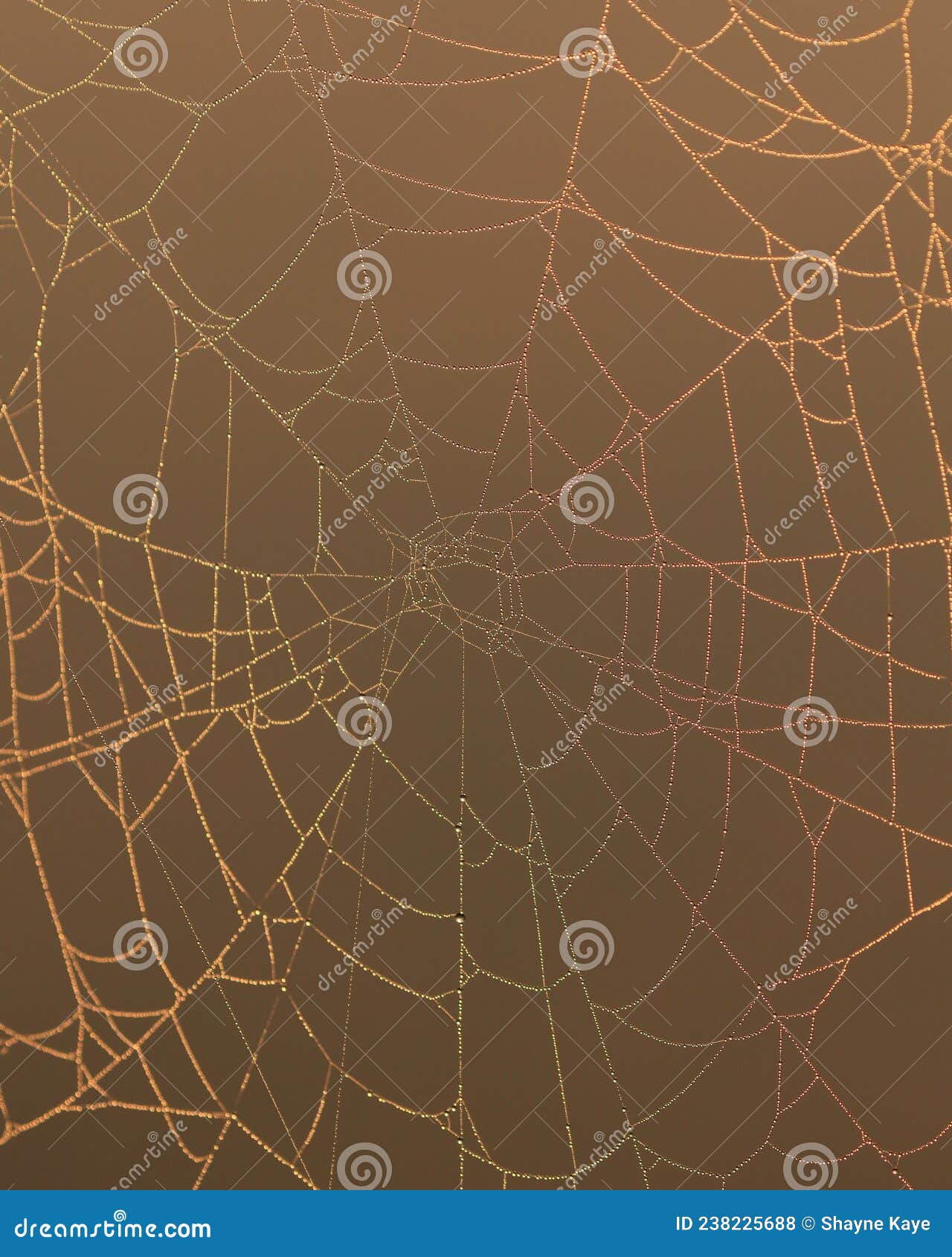 A prismatic spiderweb stock photo. Image of light, columbia - 238225688