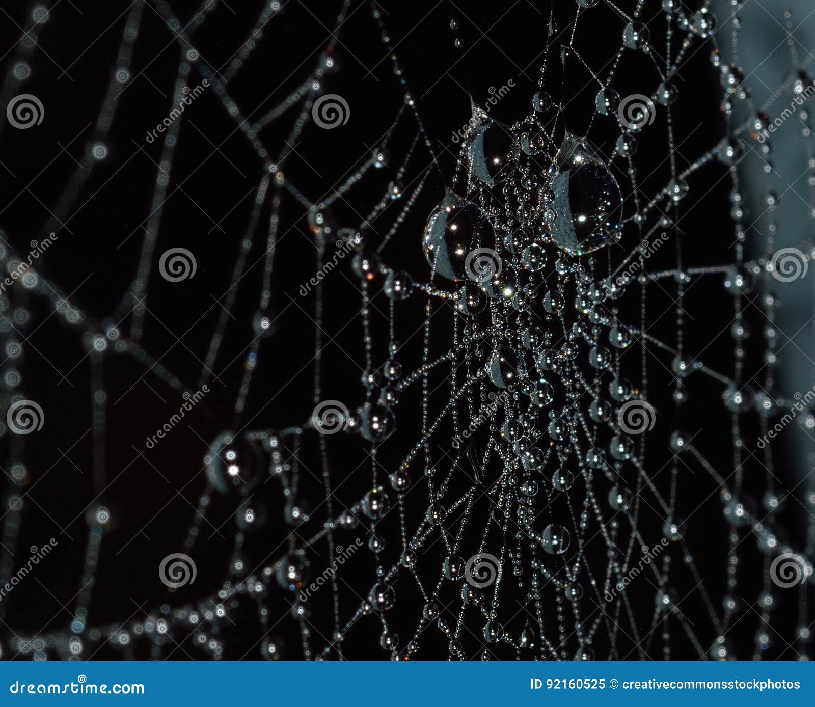 Spiderweb With Dew Drops Picture. Image: 92160525