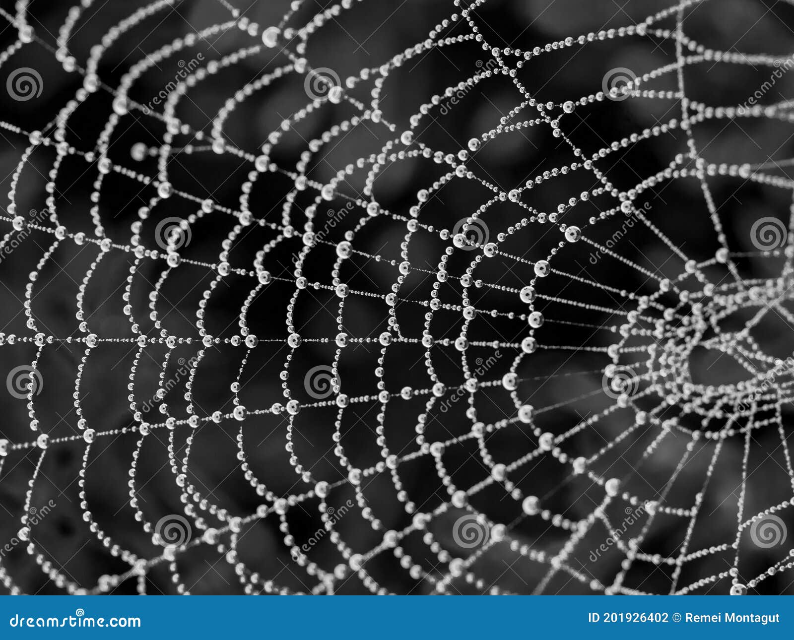 Spiderweb with Drops in Black and White Stock Photo - Image of abstract ...