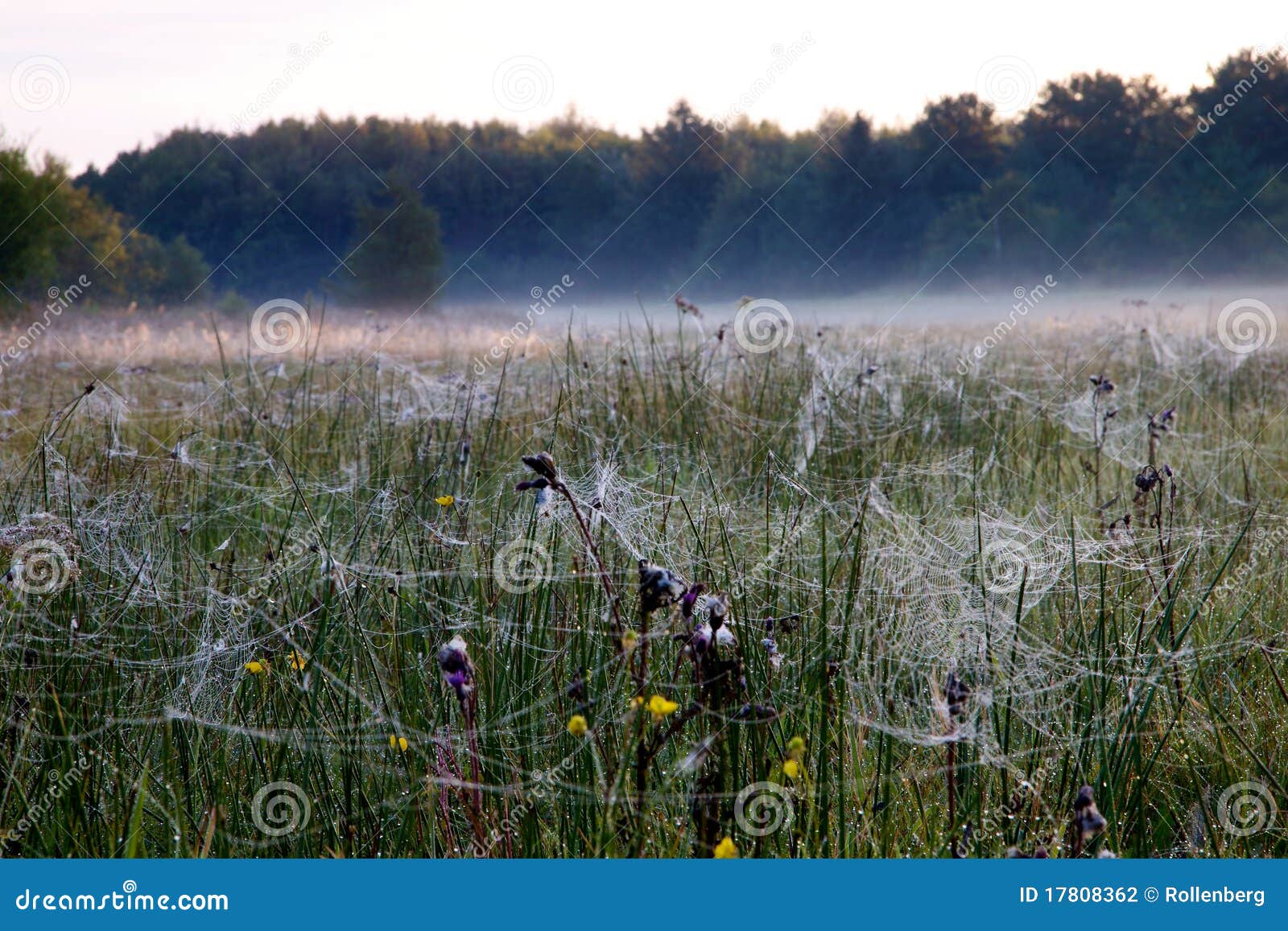 Spiderweb in a field stock photo. Image of yellow, grass - 17808362