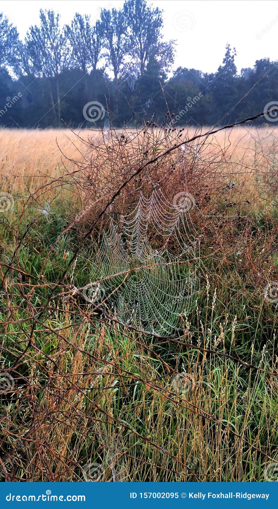 Spiderweb in field stock image. Image of spiderweb, london - 157002095
