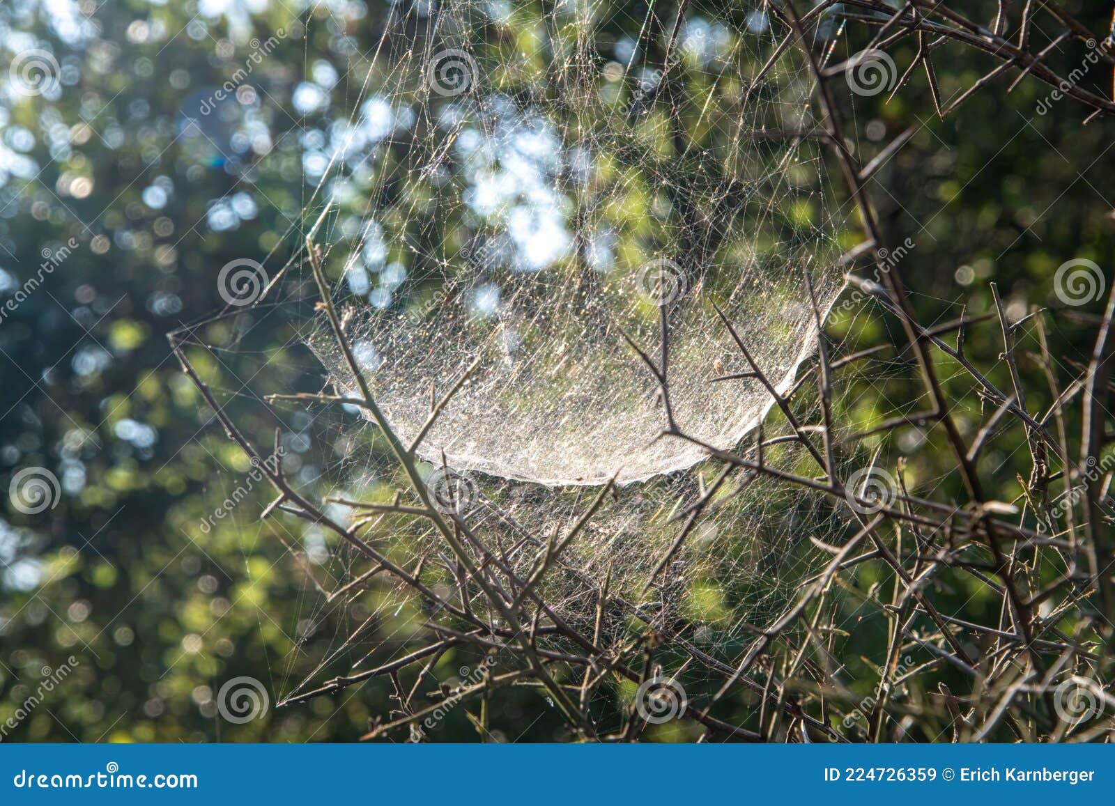 Spiderweb on a Forest Tree Branch Stock Image - Image of beauty ...