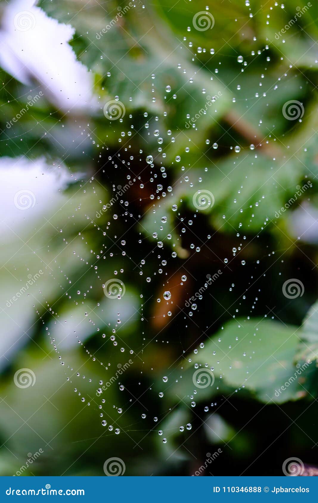 Spiderweb Full of Water Dropplets after Rain, Blurred Green Leaf Stock ...