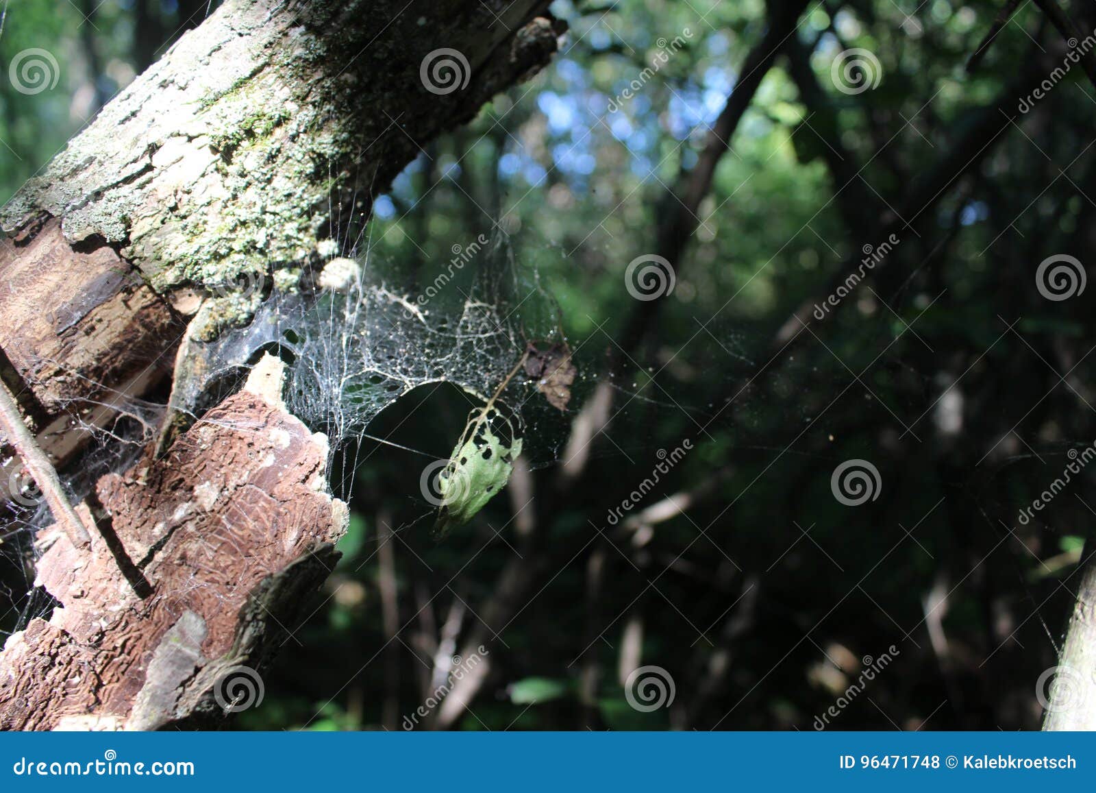 Spiderweb Hanging from Tree Branch Stock Photo - Image of spider, piece ...