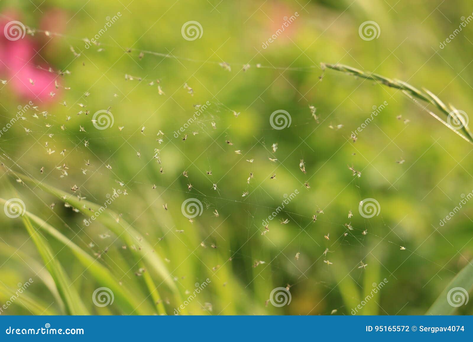 Spiderweb stock photo. Image of mosquitoes, spiderweb - 95165572