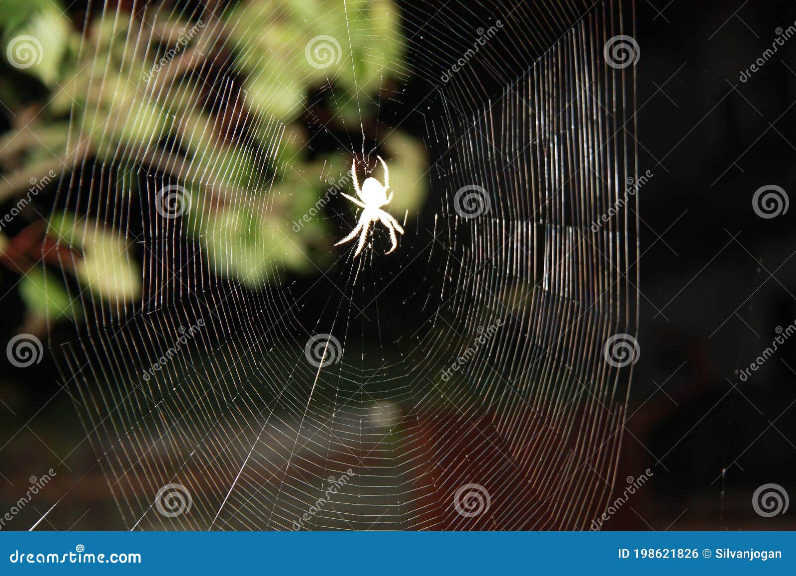 Spiderweb at Night and Spider Building it Stock Photo - Image of ...