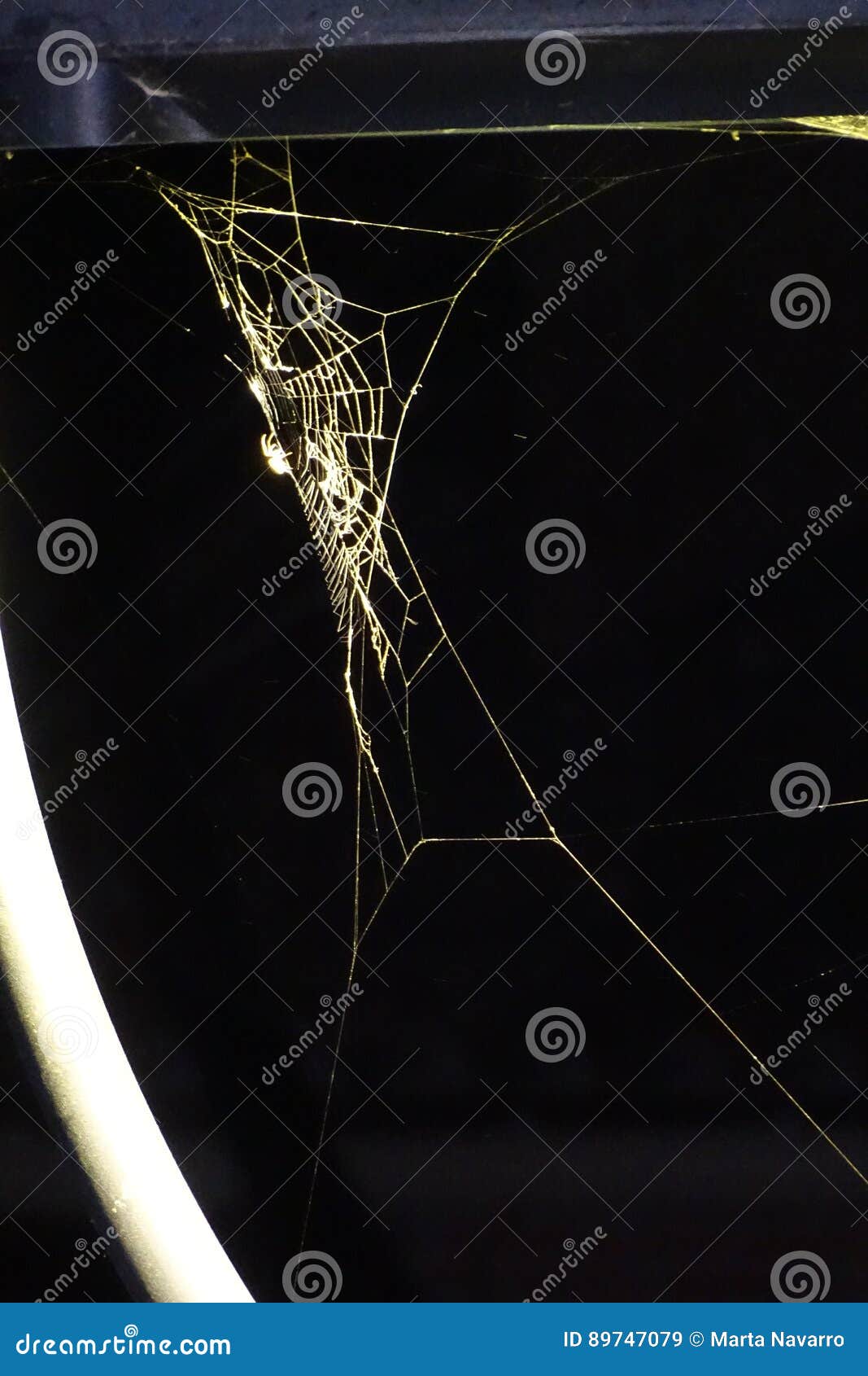 Spiderweb at Night with Spider Stock Image - Image of life, background ...