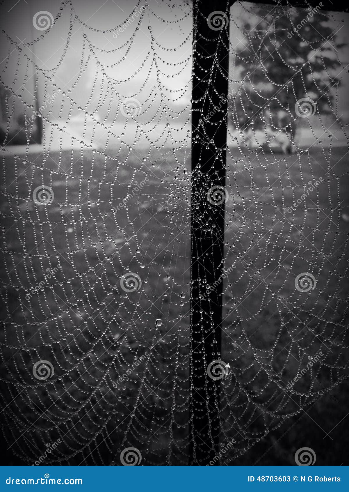 Spiderweb in the rain stock image. Image of spiderweb - 48703603