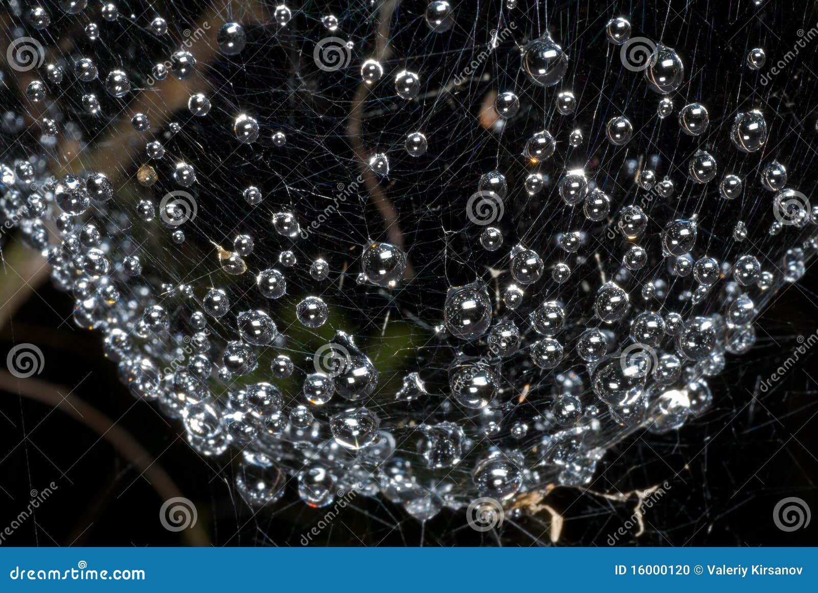 Spiderweb with raindrops 4 stock photo. Image of arachnid - 16000120