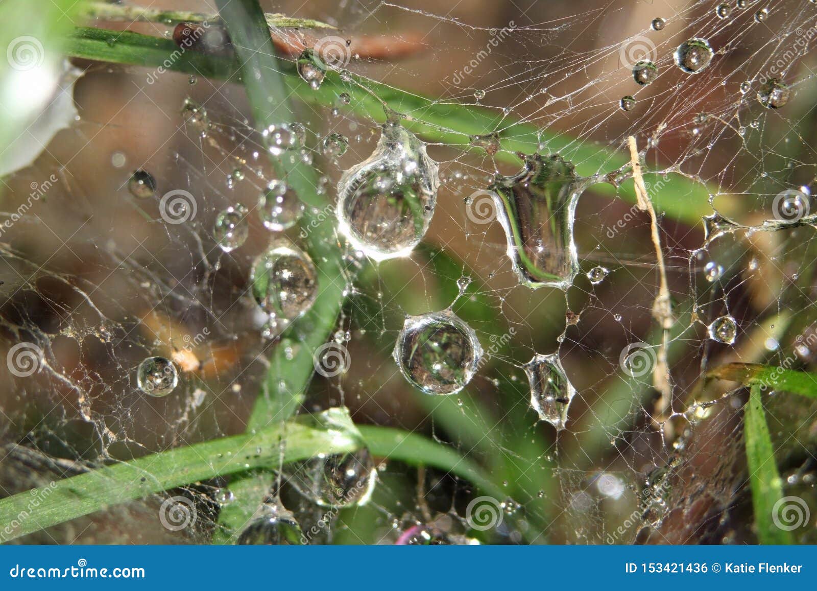 Spiderweb with raindrops stock photo. Image of water - 153421436