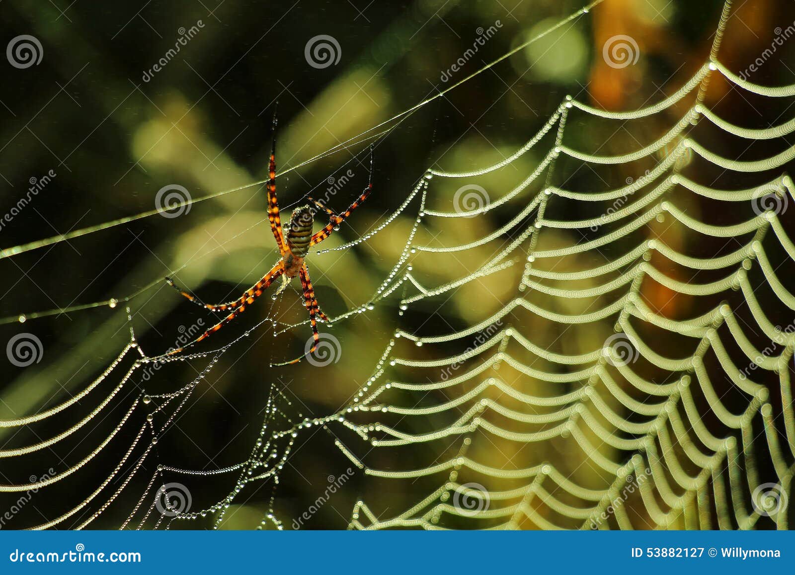 Spiderweb stock image. Image of insect, hunting, wild - 53882127