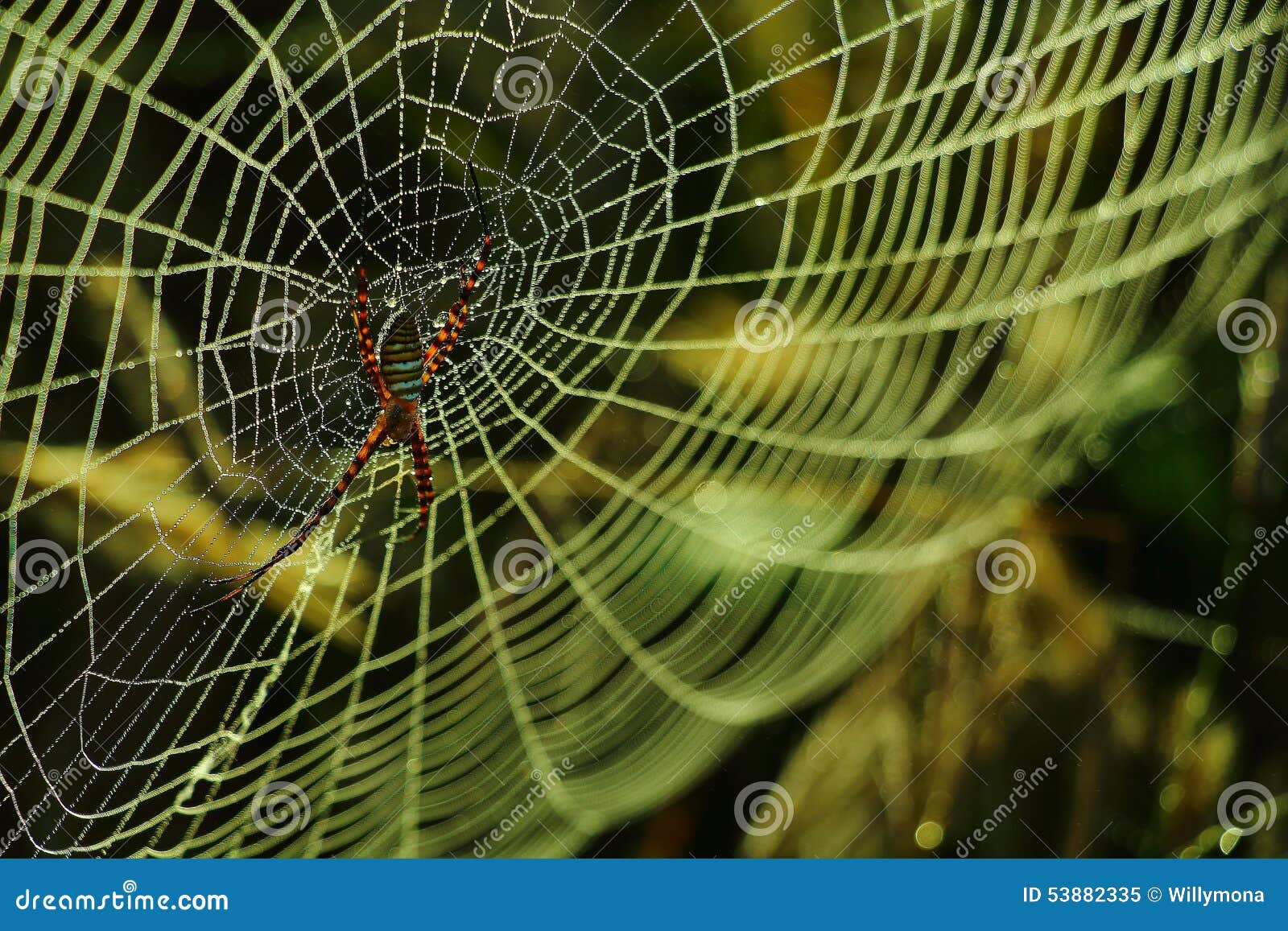 Spiderweb stock image. Image of insects, morning, water - 53882335