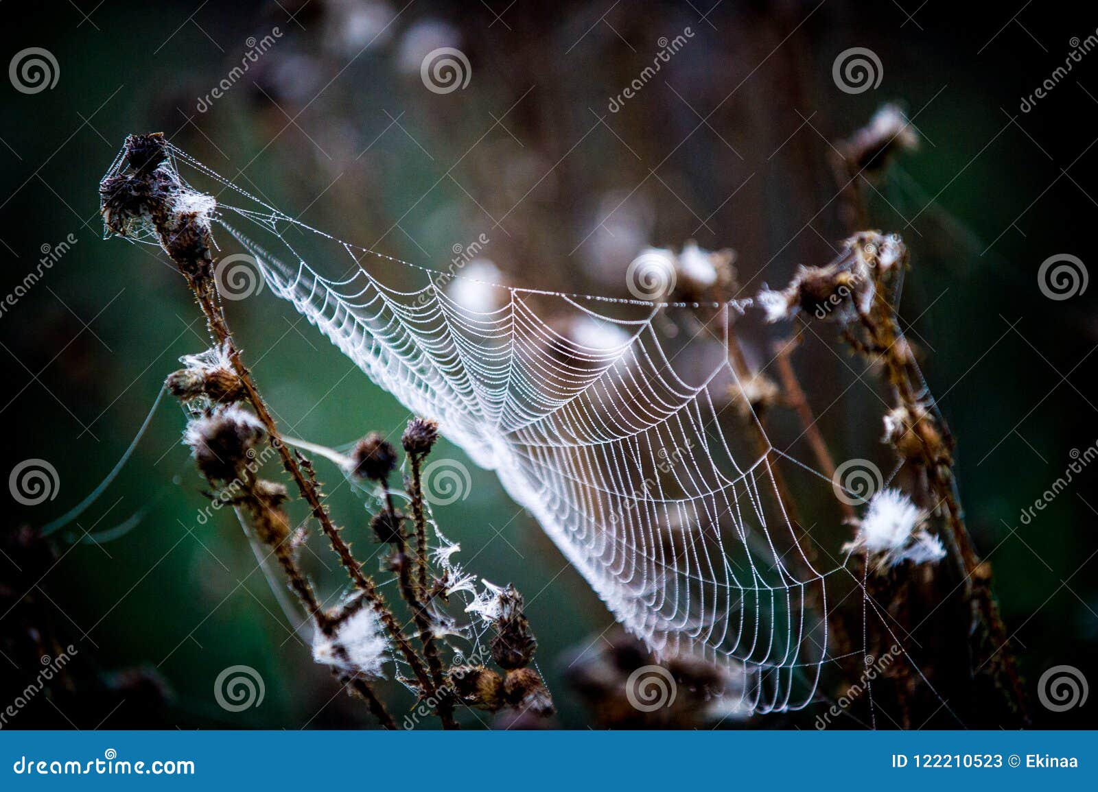 Spiderweb, spider s web stock image. Image of mist, reflection - 122210523