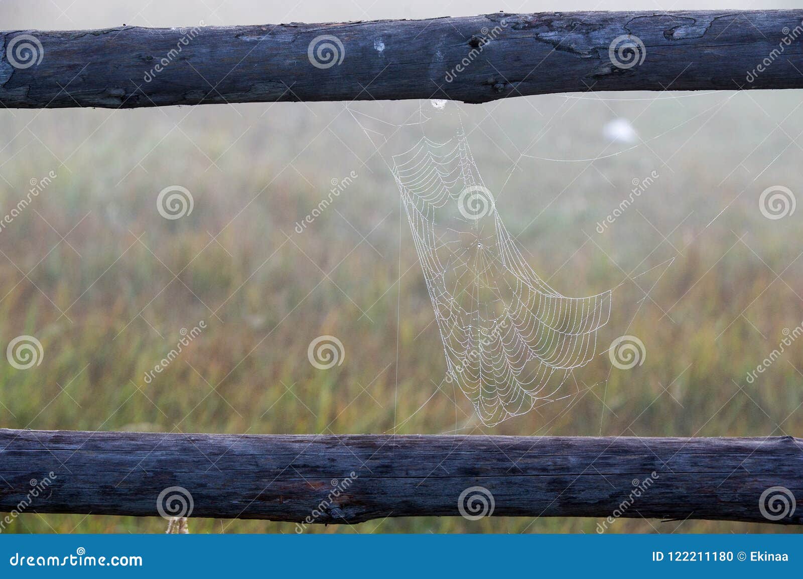 Spiderweb, spider s web stock photo. Image of color - 122211180