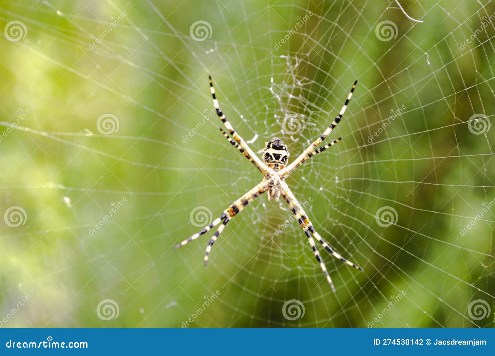 Spiderweb with Spider stock photo. Image of legs, insects - 274530142