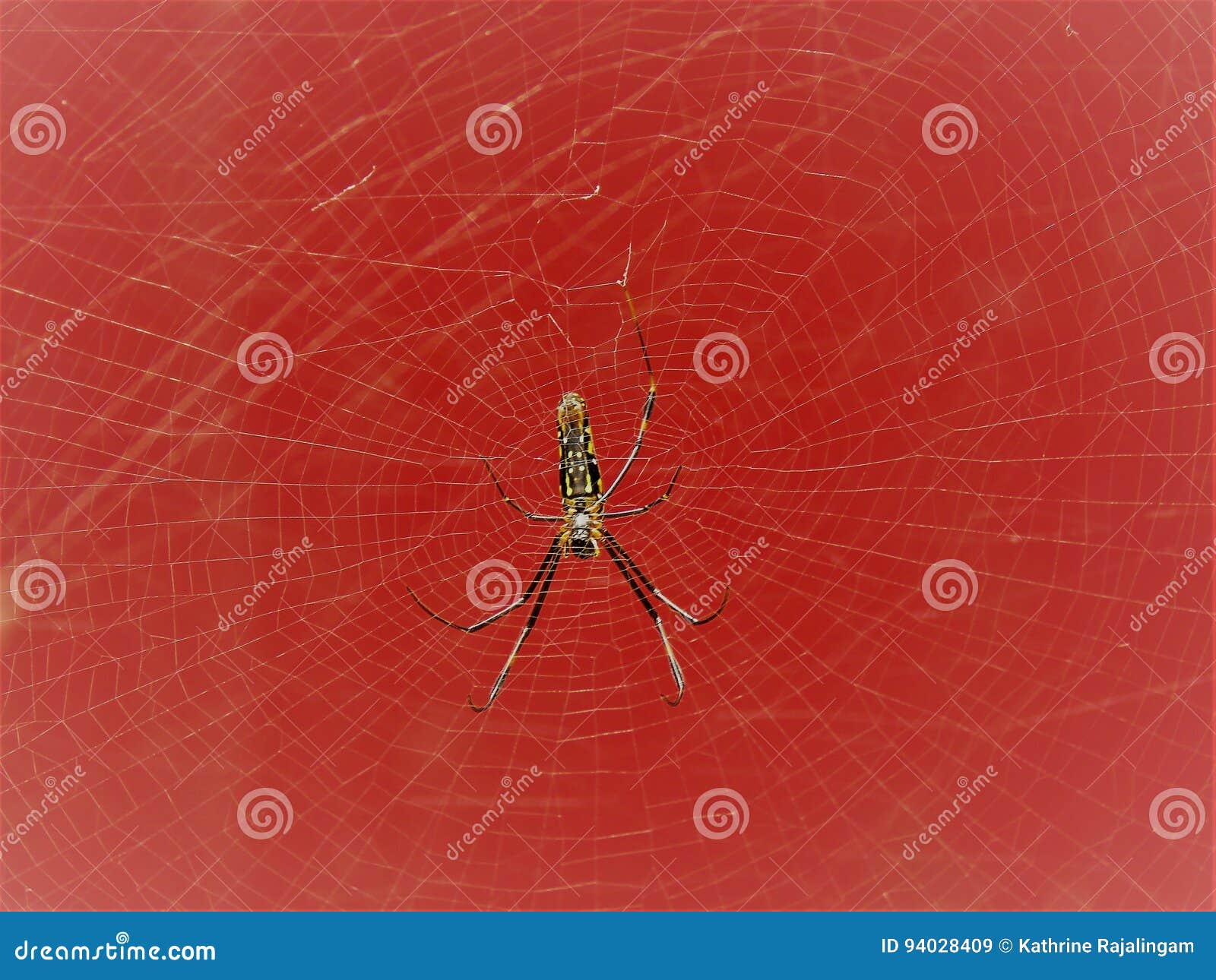 Spiderweb Web Webcob Grass Nature Sunshine Enchanting Magical Stock ...