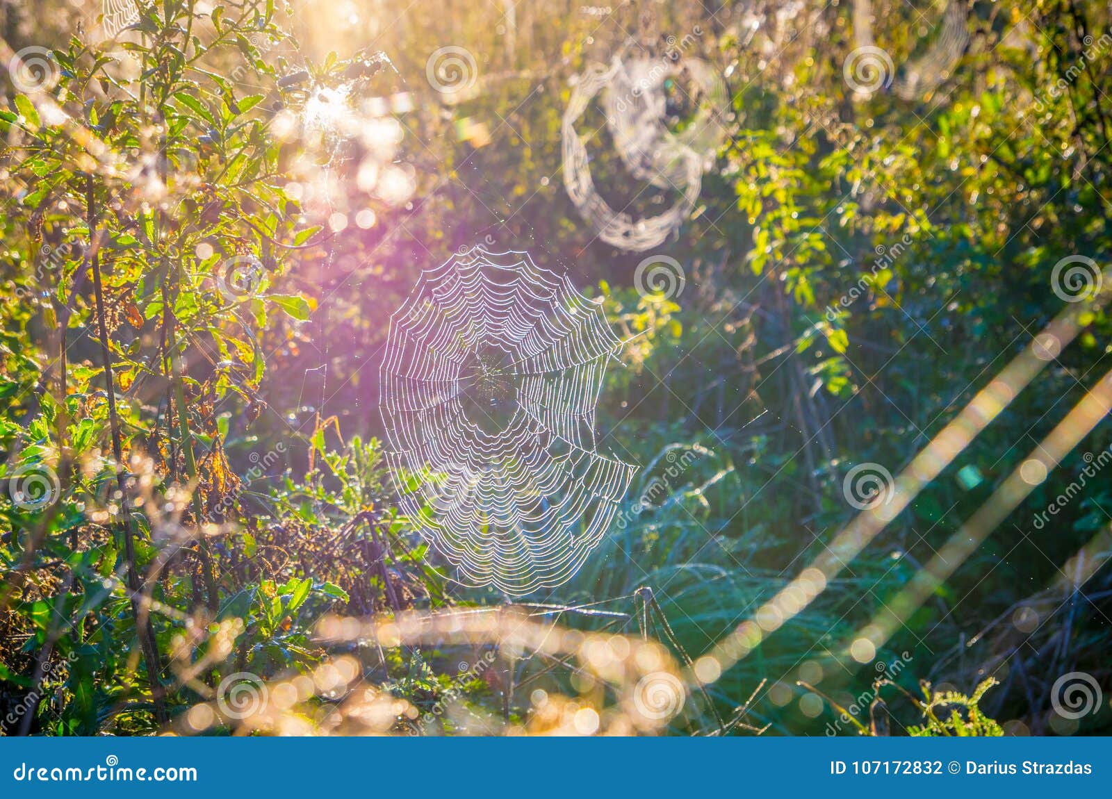 Spiderweb in sun stock photo. Image of nature, branch - 107172832