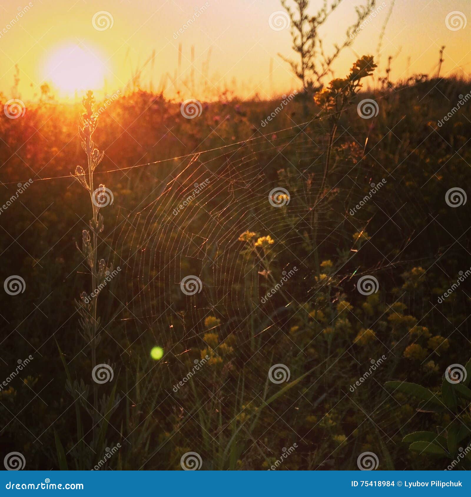 A spiderweb on sunset stock photo. Image of spiderweb - 75418984