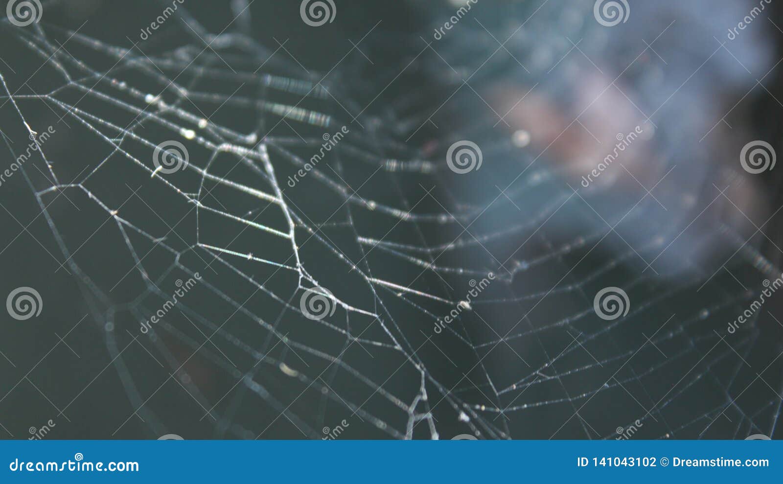 Spiderweb with Shallow Depth of Field Stock Photo - Image of depth ...