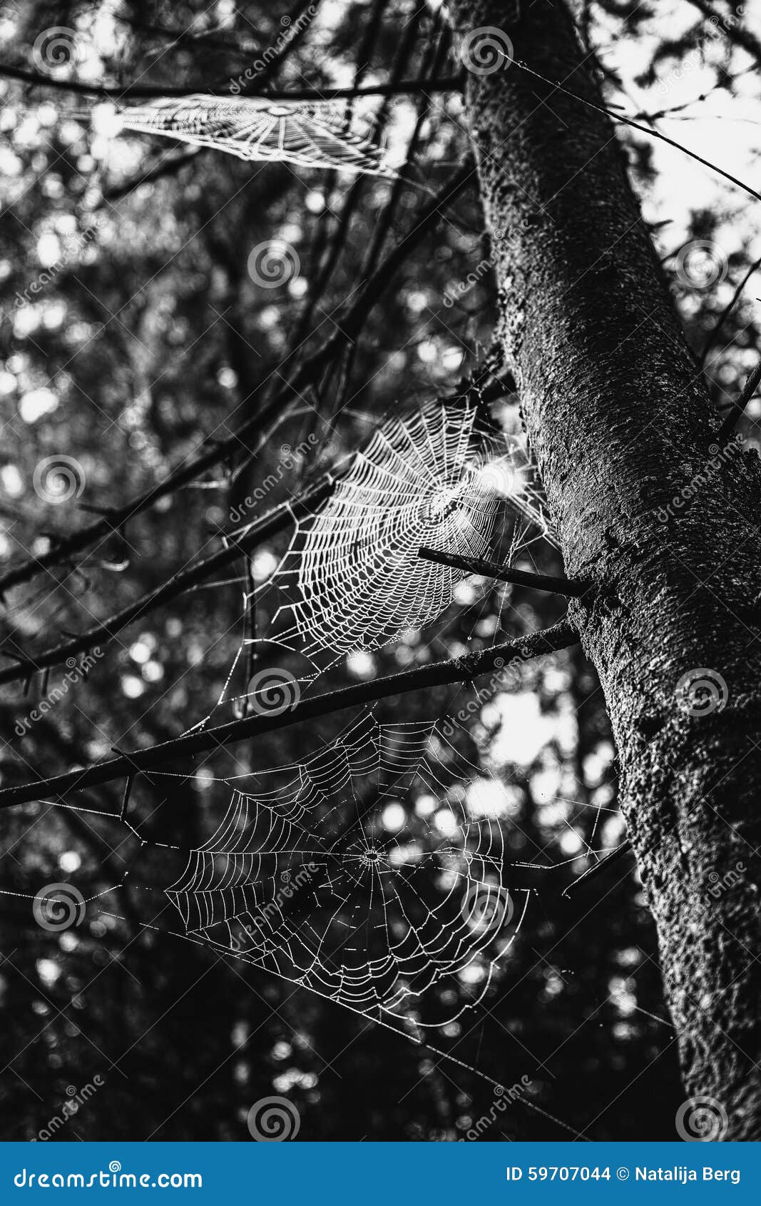Spiderweb on a tree stock photo. Image of spiderweb, three - 59707044