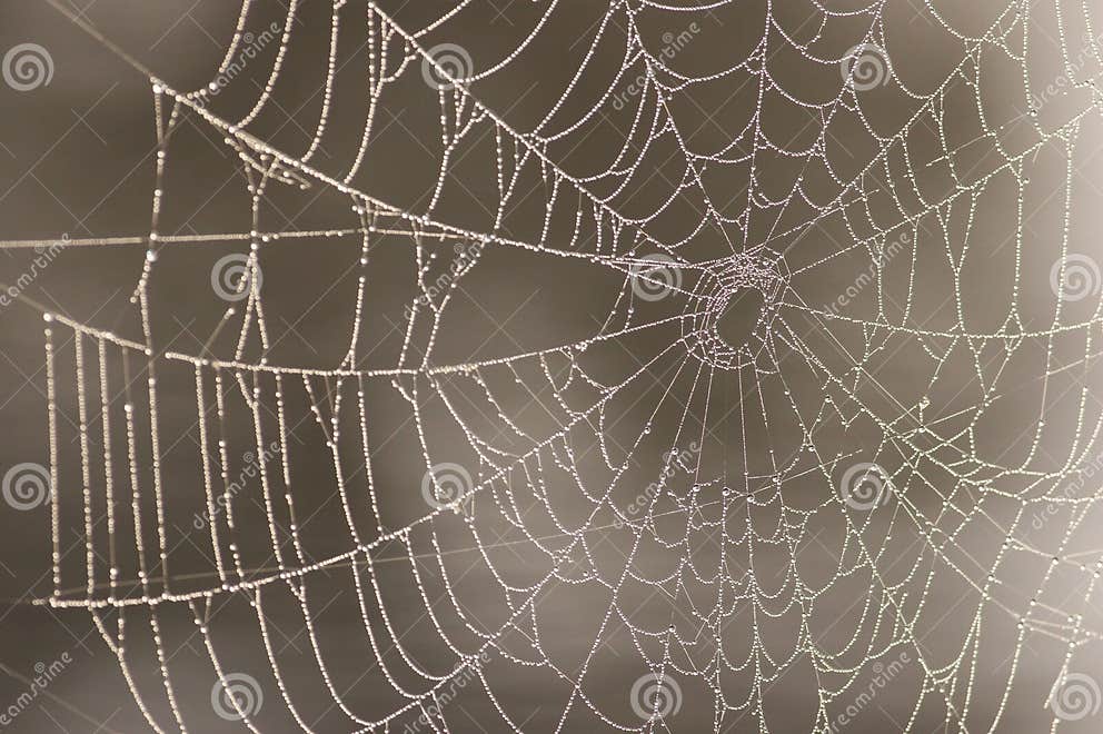 Spiderweb with Water Droplets Stock Image - Image of amazing, spiderweb ...