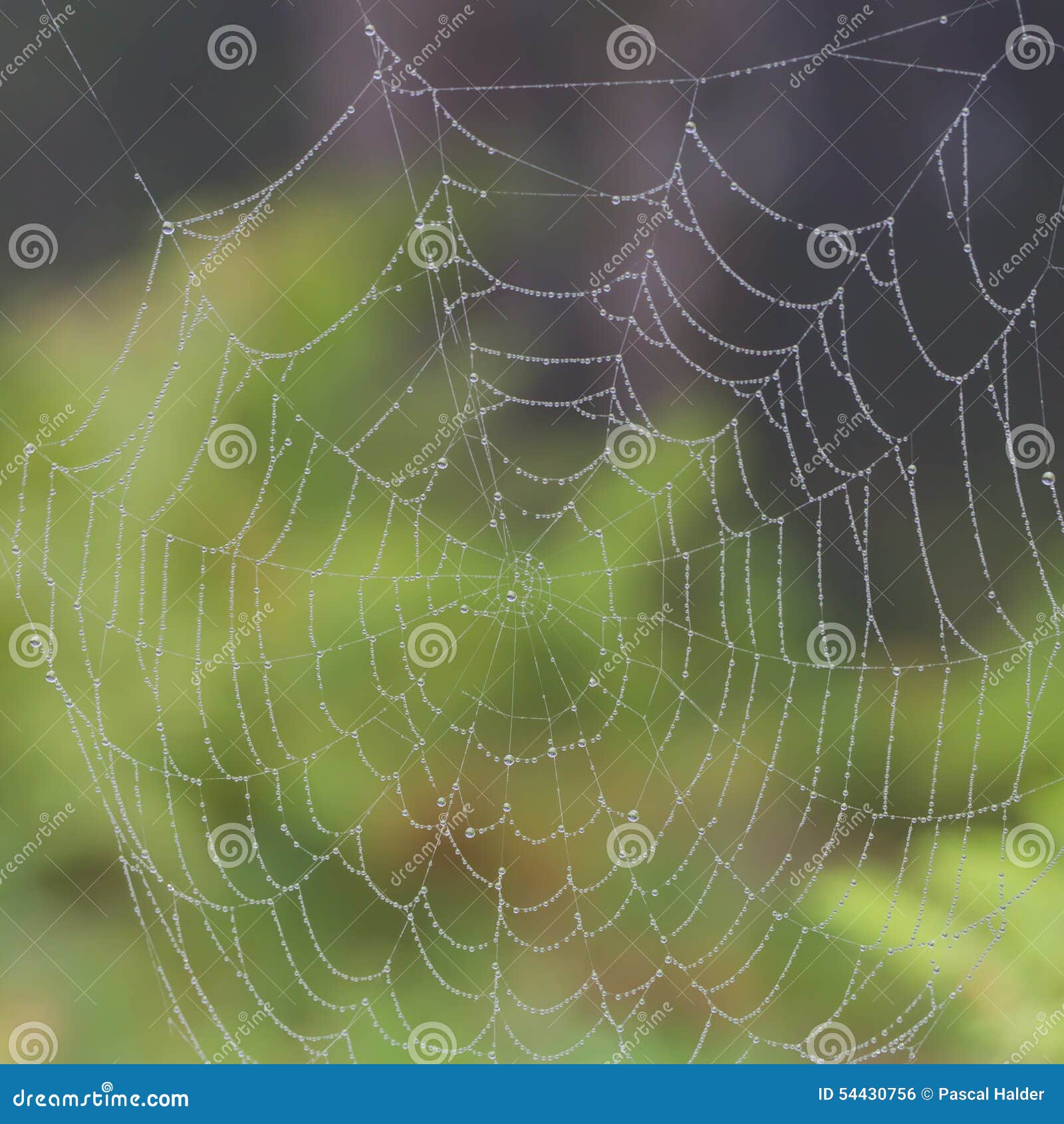 Spidernet Texture Stock Image | CartoonDealer.com #146789875