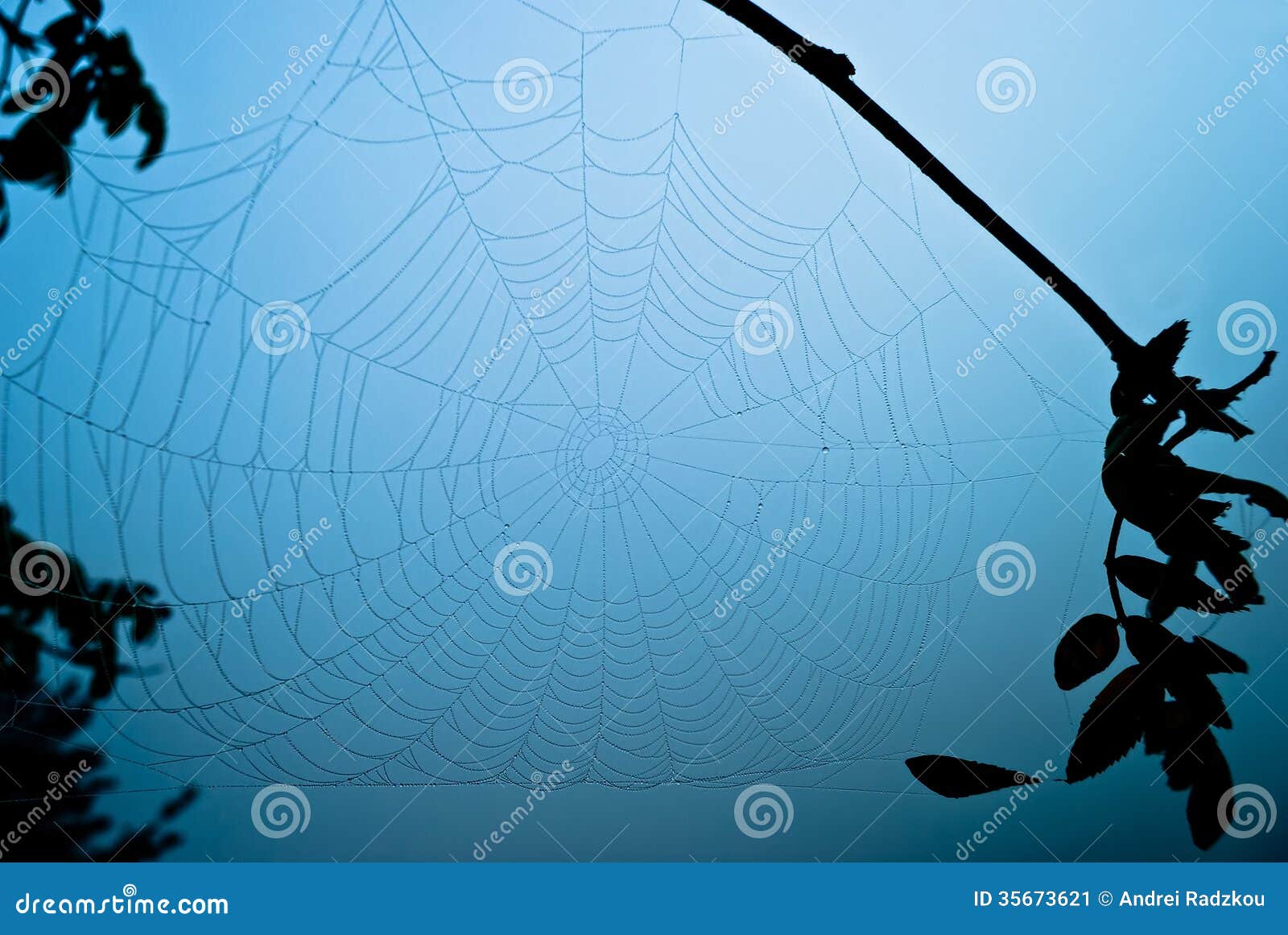 Spiderweb stock image. Image of drops, close, nature - 35673621