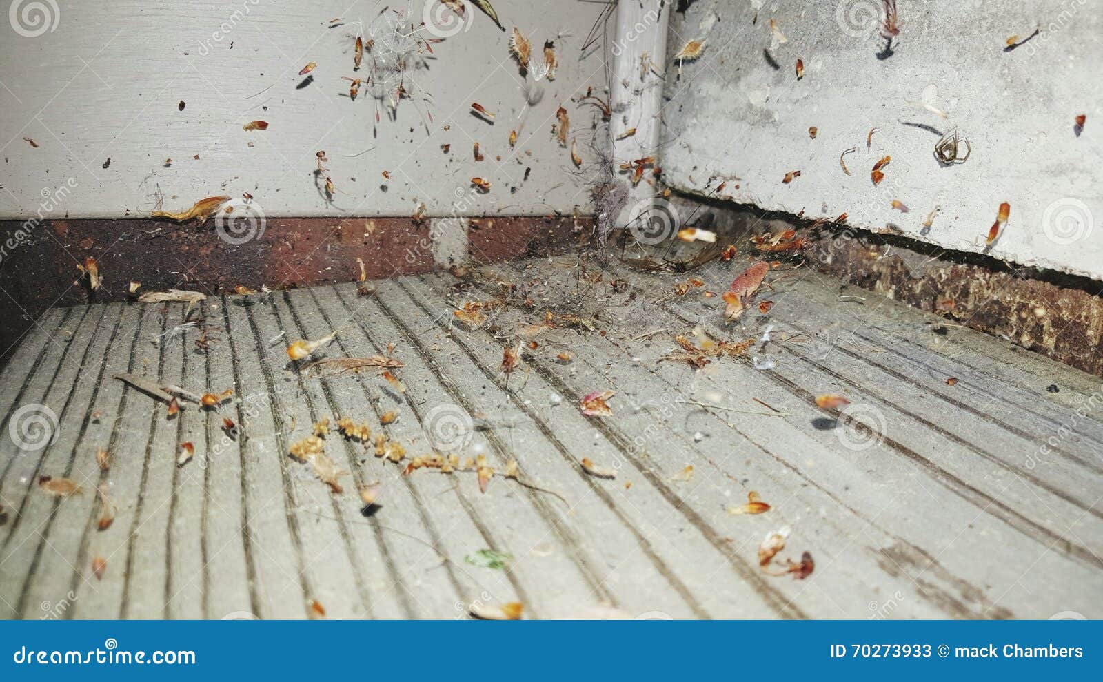 Spiderweb stock image. Image of house, spider, spiderweb - 70273933