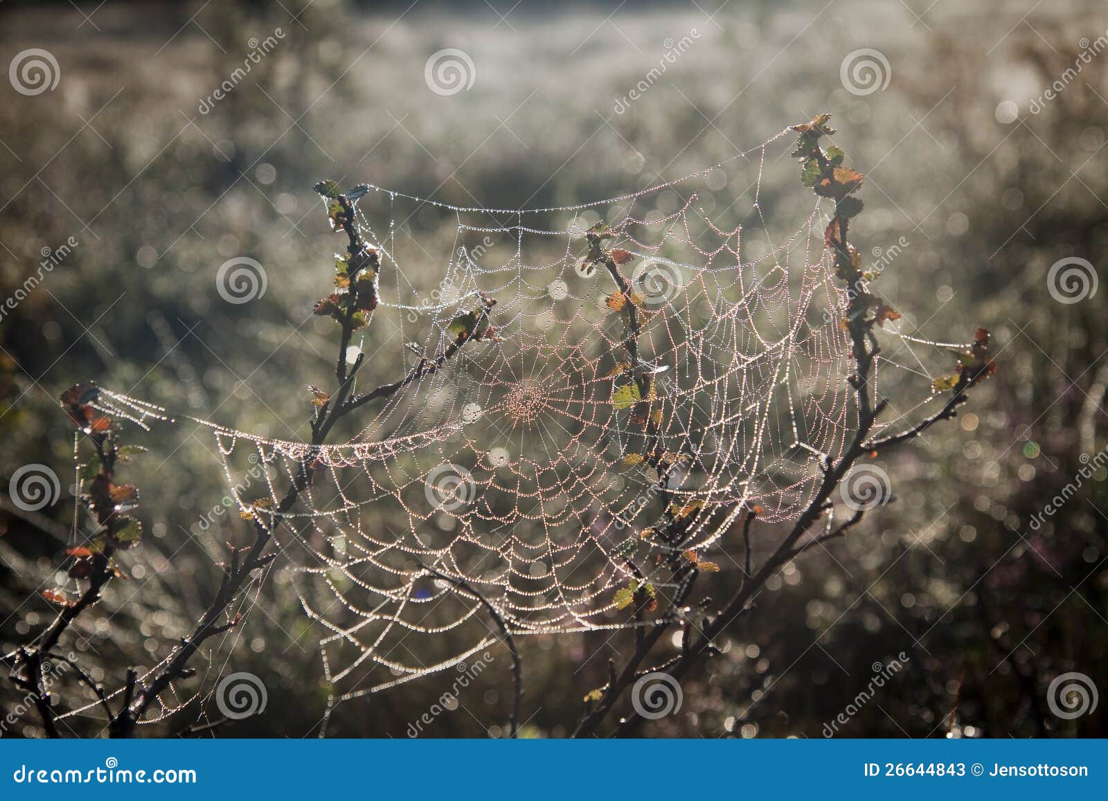 Spiderwebs in the Morning stock image. Image of autumn - 26644843