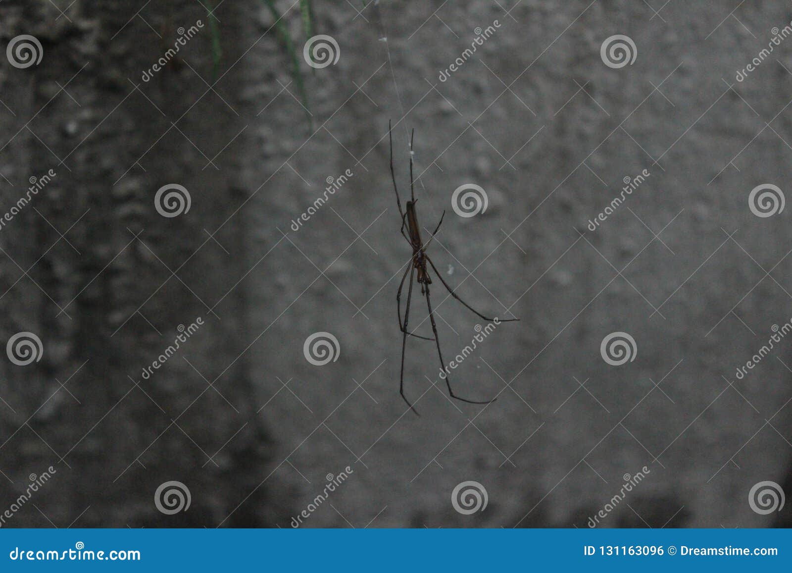 Spidy crawling on the webs stock photo. Image of hewan - 131163096