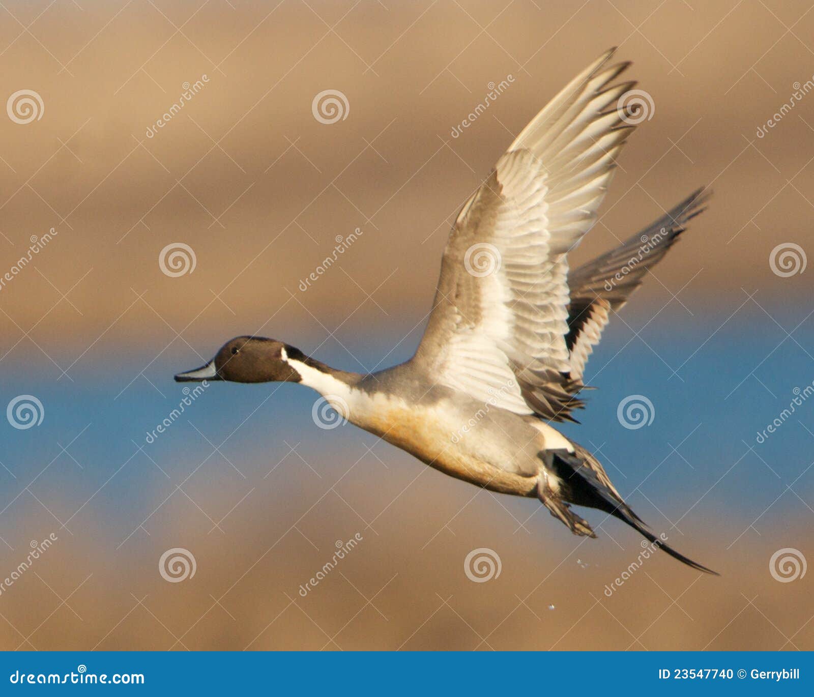 Spießenten-Ente im Flug stockfoto. Bild von eingebürgert - 23547740