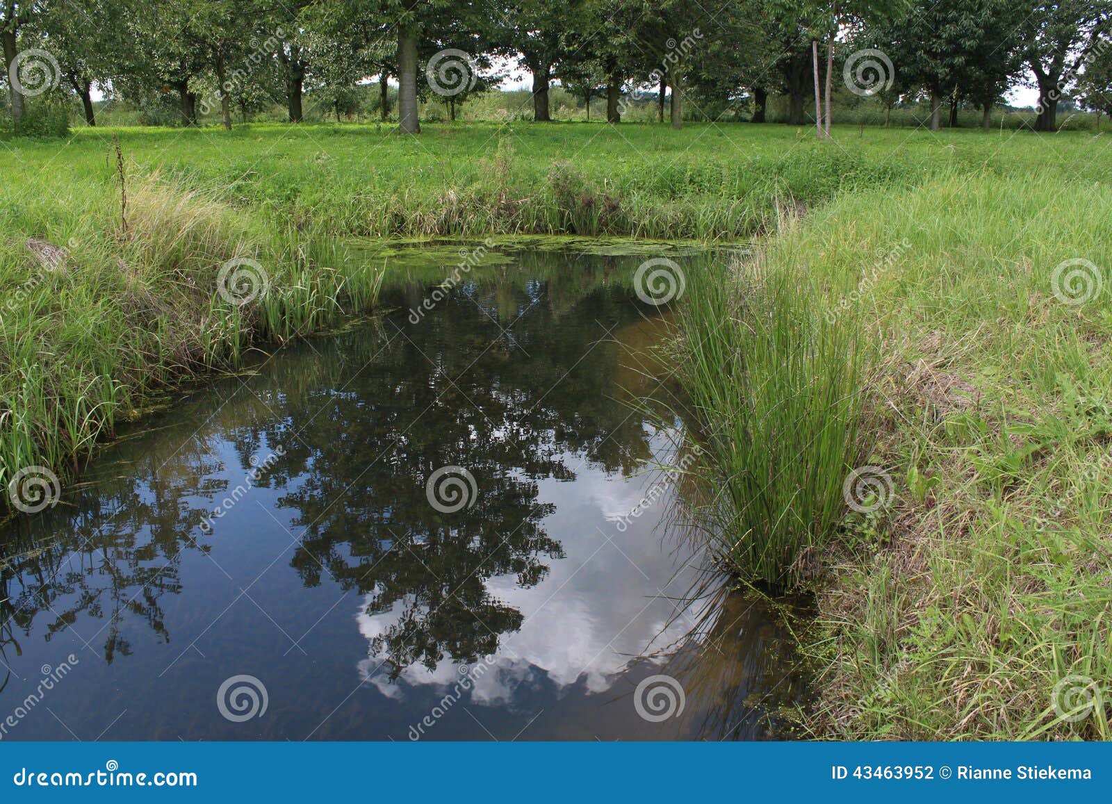 Spiegelbeeld在de sloot 库存照片. 图片 包括有 草原, 反映, 荷兰, 景气, 乌得勒支 - 43463952