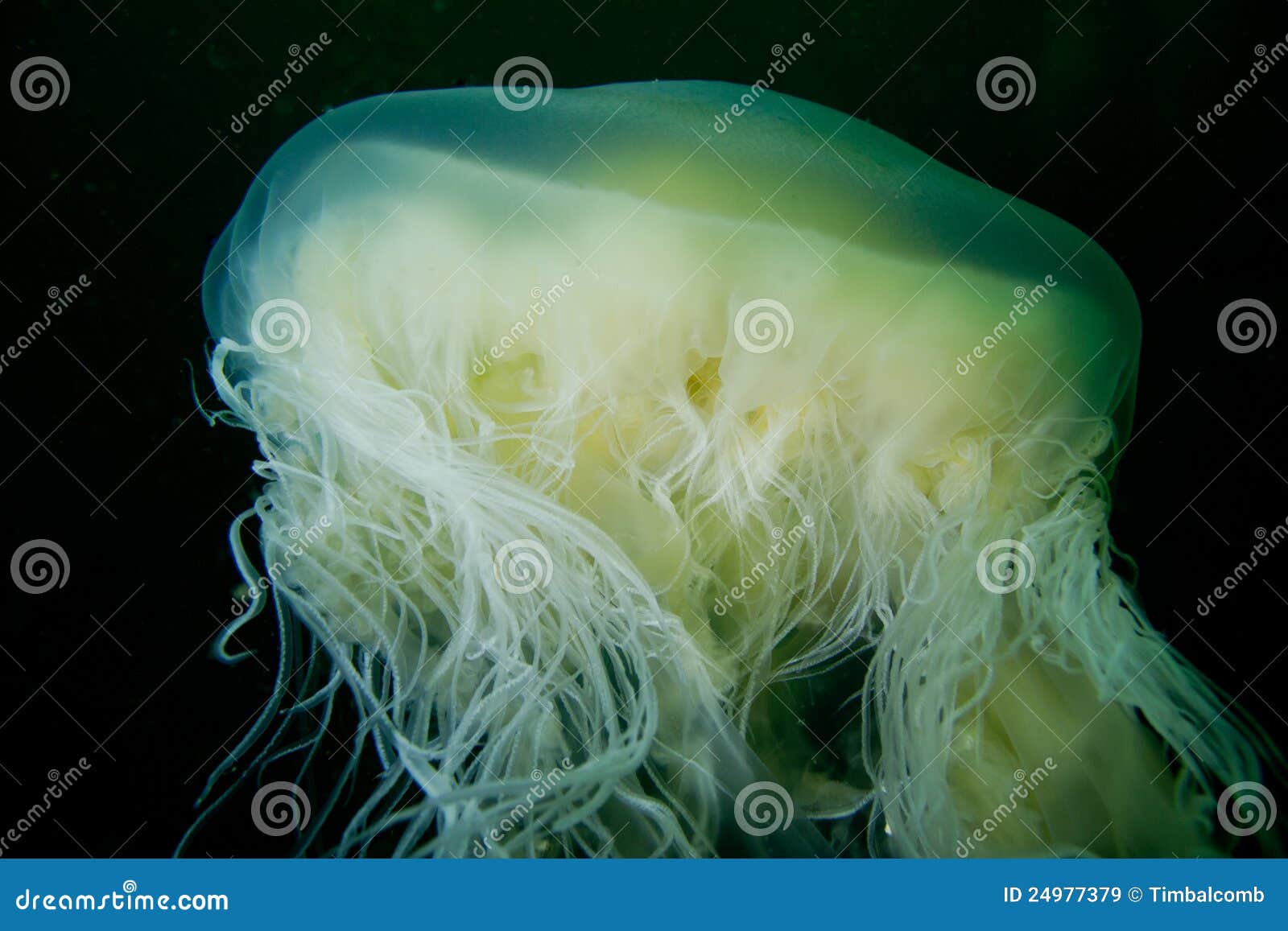 Spiegeleiquallen (Phacellophora Camtschatica) Stockbild - Bild von ...
