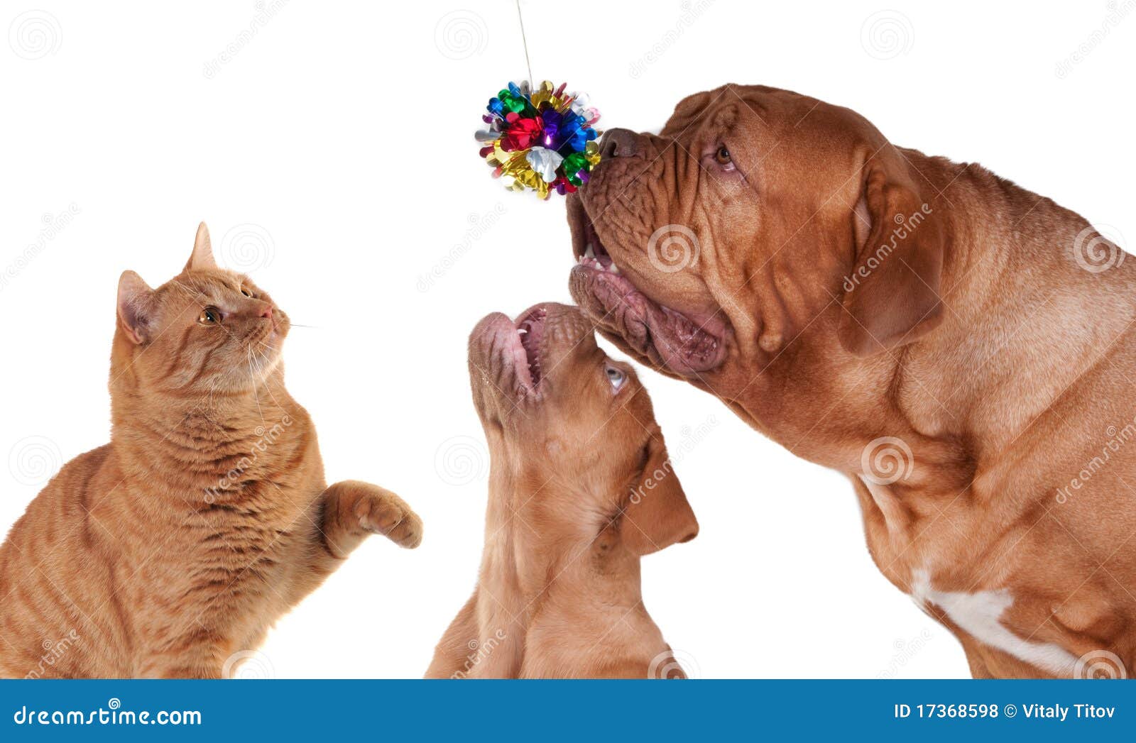 Spielen Der Katze Und Zwei Hunde Stockfoto - Bild von boxer, lieben ...