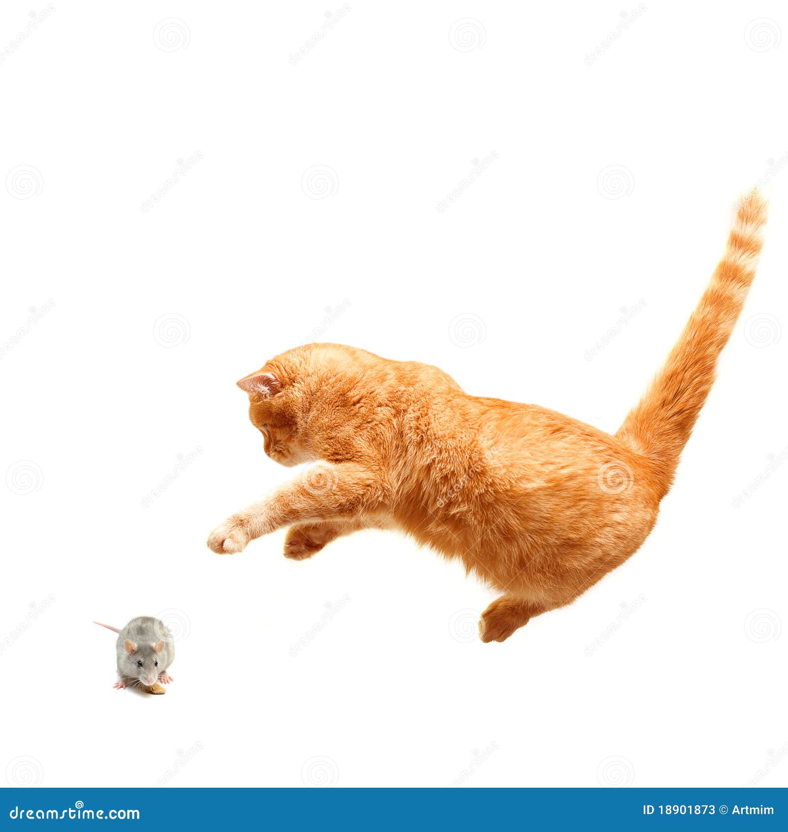 Spielerische Katze Jagt Eine Getrennte Maus - Stockbild - Bild von ...