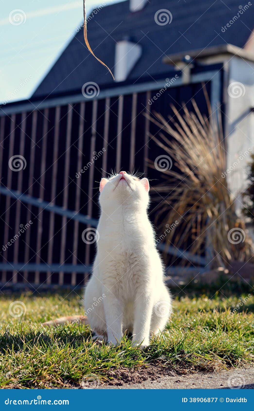 Spielerische Spielende Und Springende Katze Stockbild - Bild von ...
