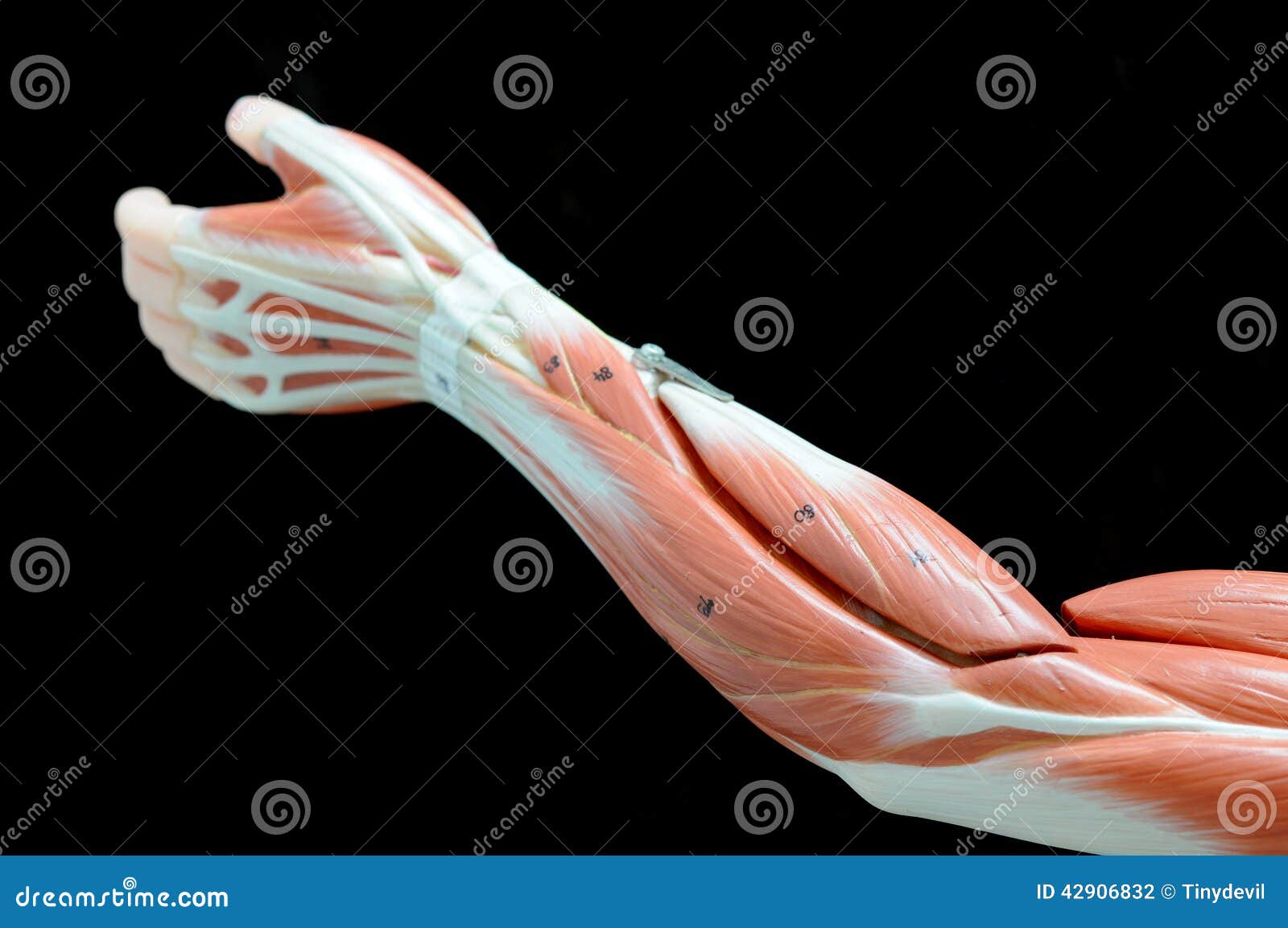 Spier stock foto. Image of gezond, biologie, anatomisch - 42906832