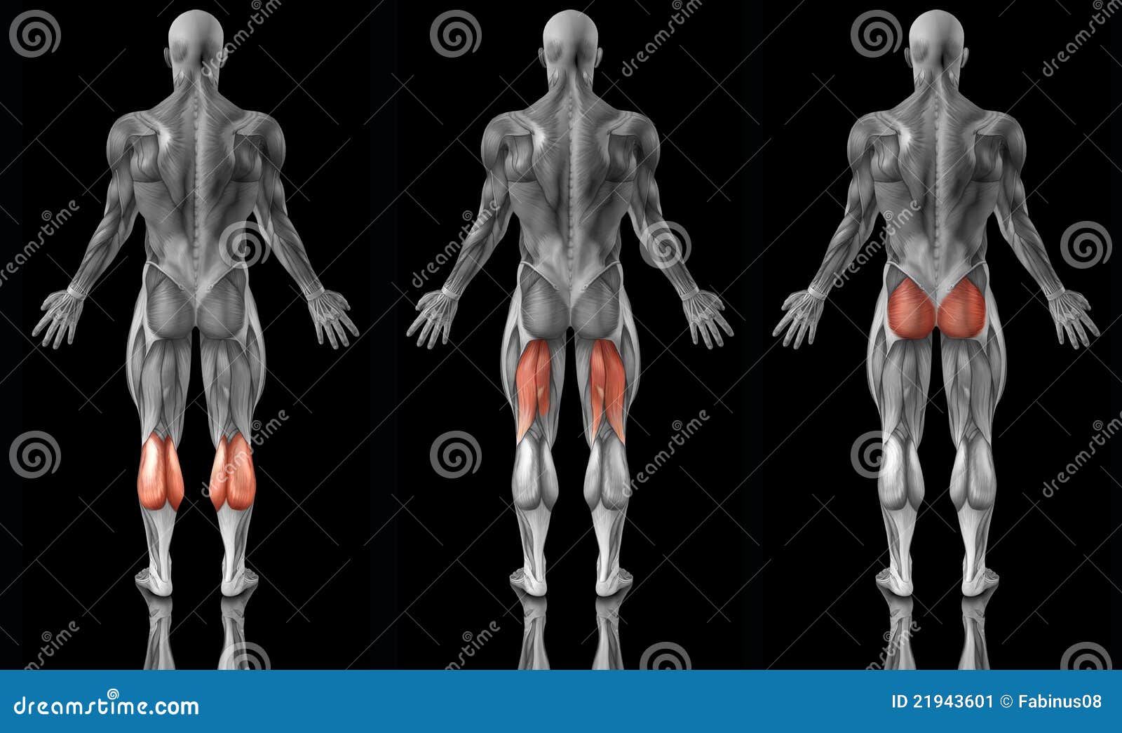 Spier menselijke anatomie stock illustratie. Illustration of ...