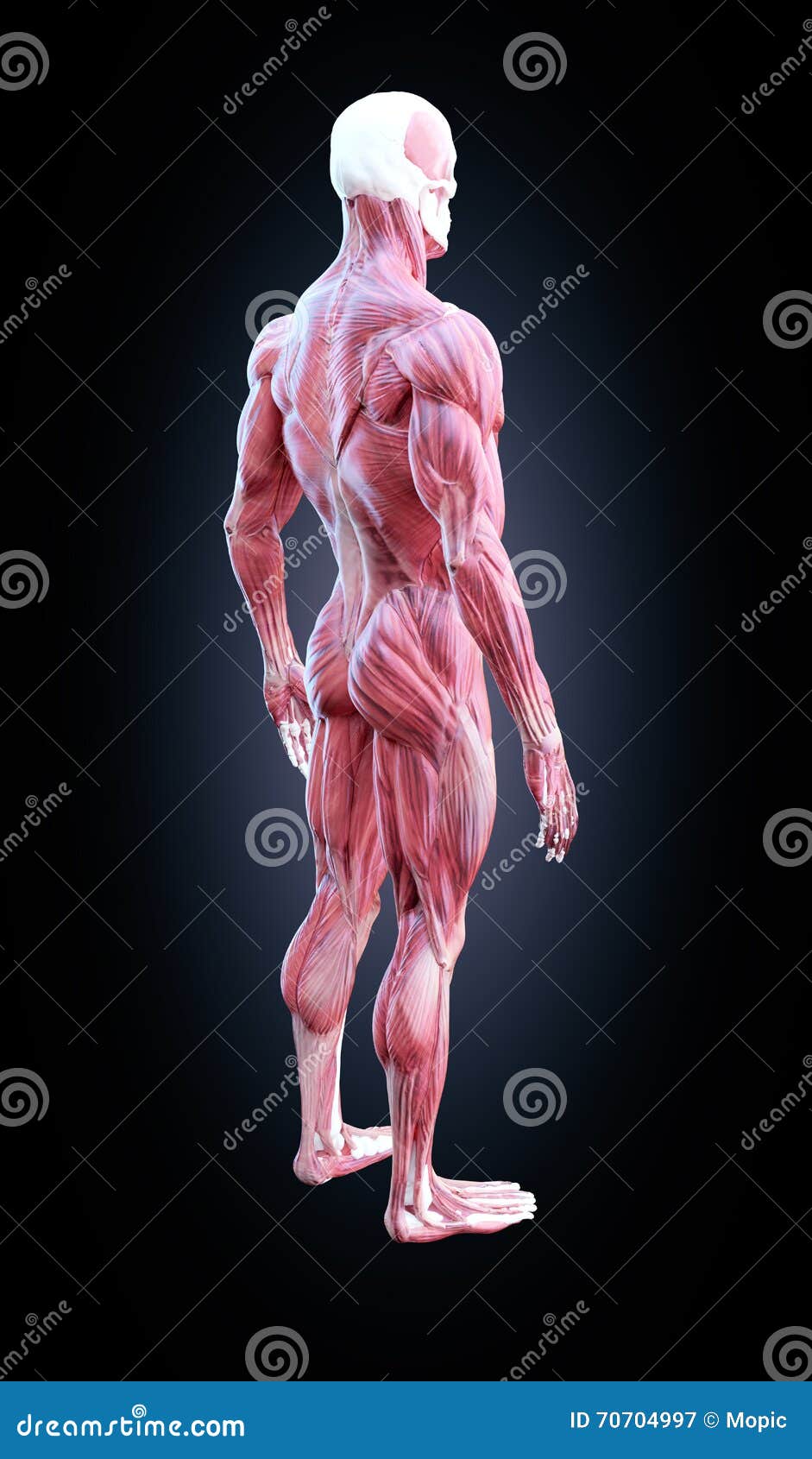 Spieranatomie stock illustratie. Illustration of atleet - 70704997