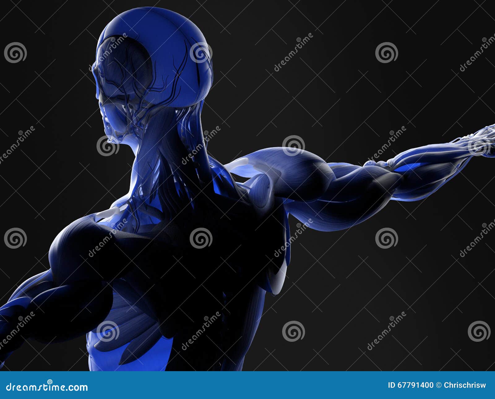 Spieren En Slagaders in Menselijk Lichaam Stock Foto - Image of mens ...