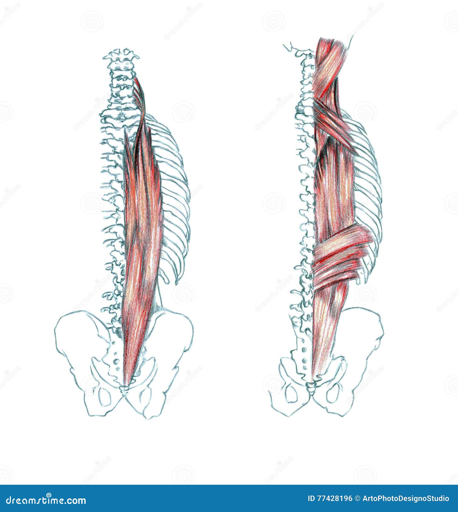 Spieren van rug stock illustratie. Illustration of geïsoleerd - 77428196