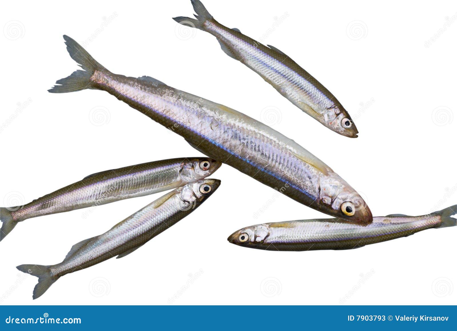 Spiering 1 van vissen stock afbeelding. Image of achtergronden - 7903793