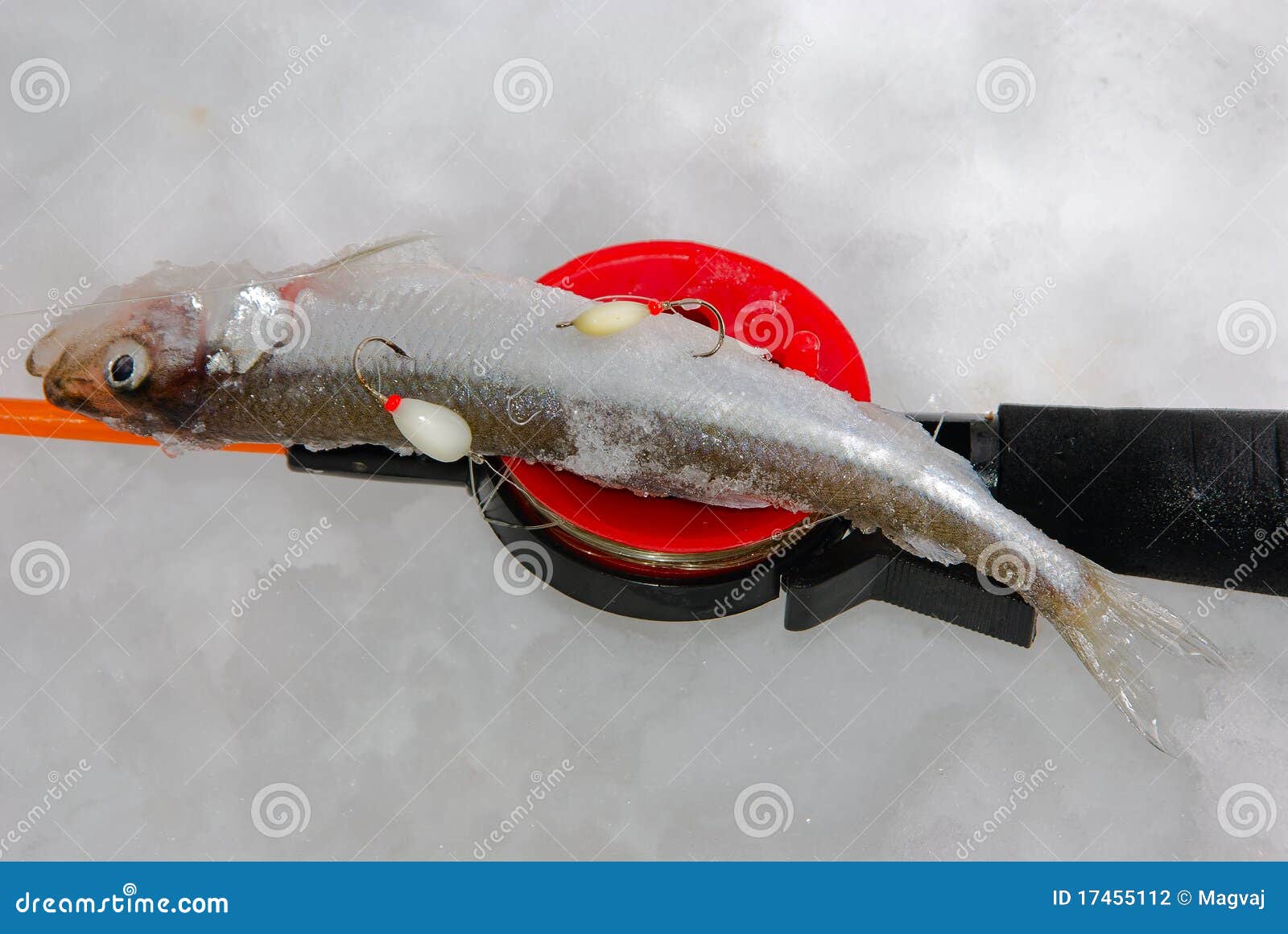 Spiering (vissen) stock foto. Image of buiten, zoutwater - 17455112