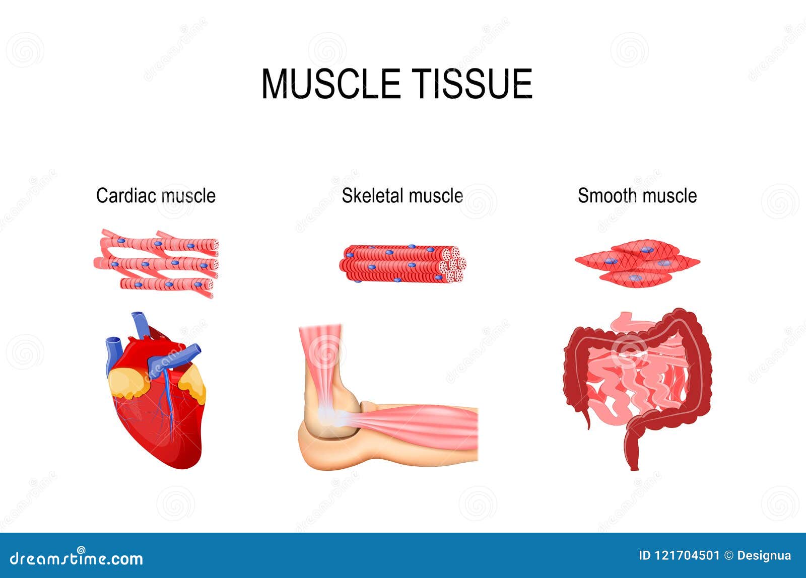 Spierweefsel vector illustratie. Illustration of anatomie - 121704501