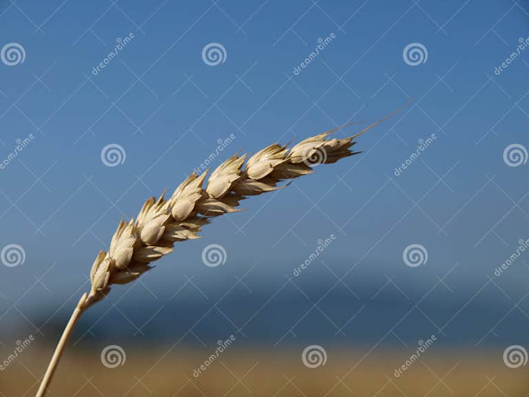 Spiga stock image. Image of flour, countryside, bread - 11127283