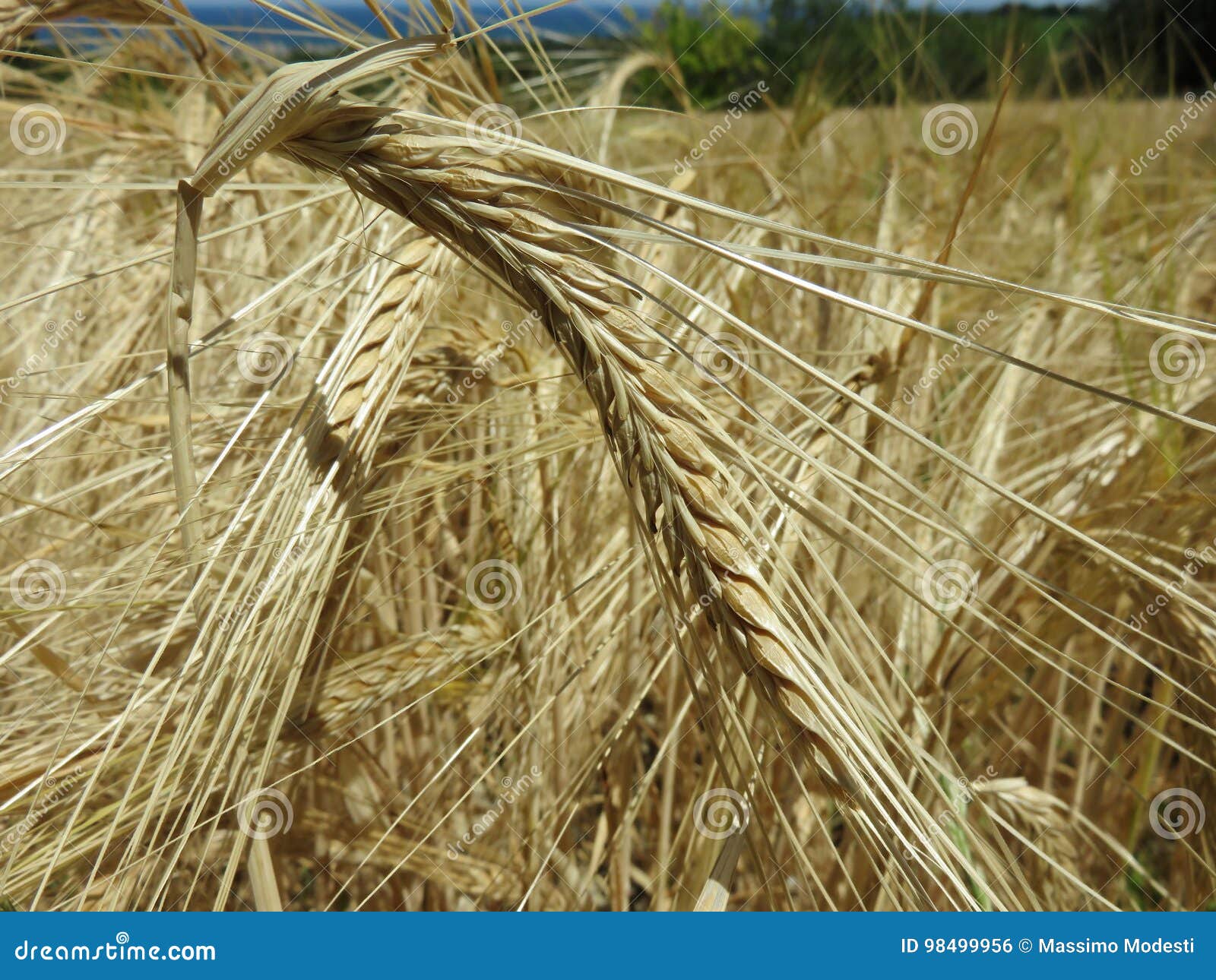 Spiga foto de archivo. Imagen de primarias, agradable - 98499956