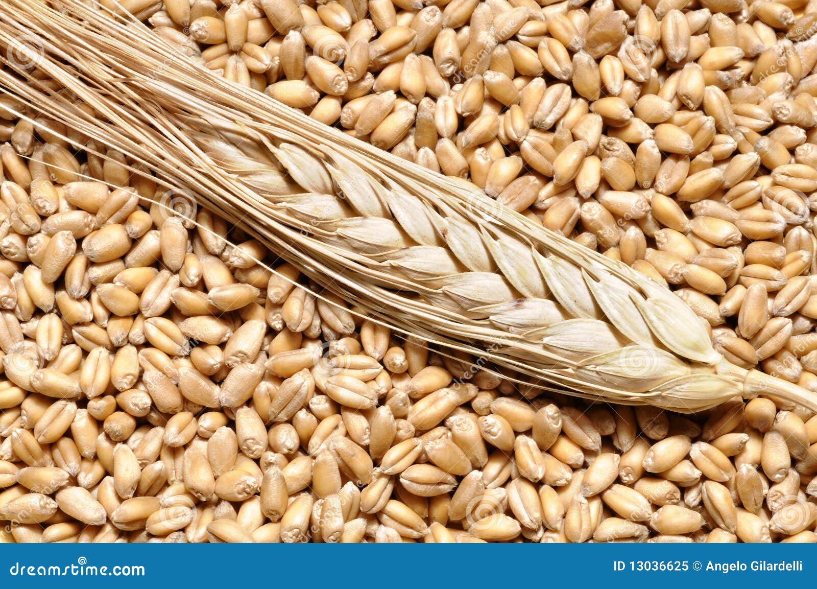 Spiga del granoturco immagine stock. Immagine di alimentazione - 13036625