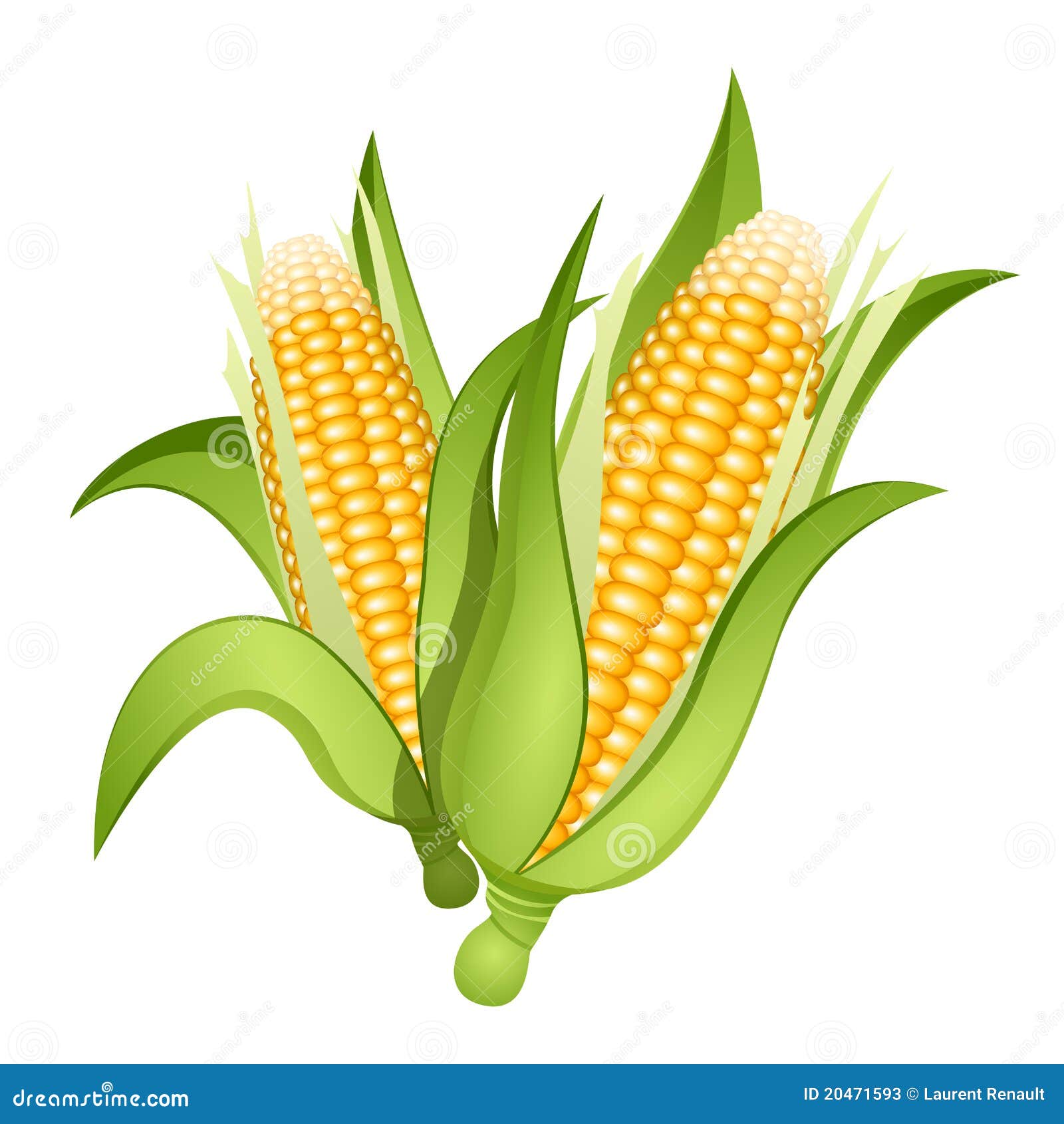 Spighe Del Granoturco Fotografie Stock - Immagine: 20471593